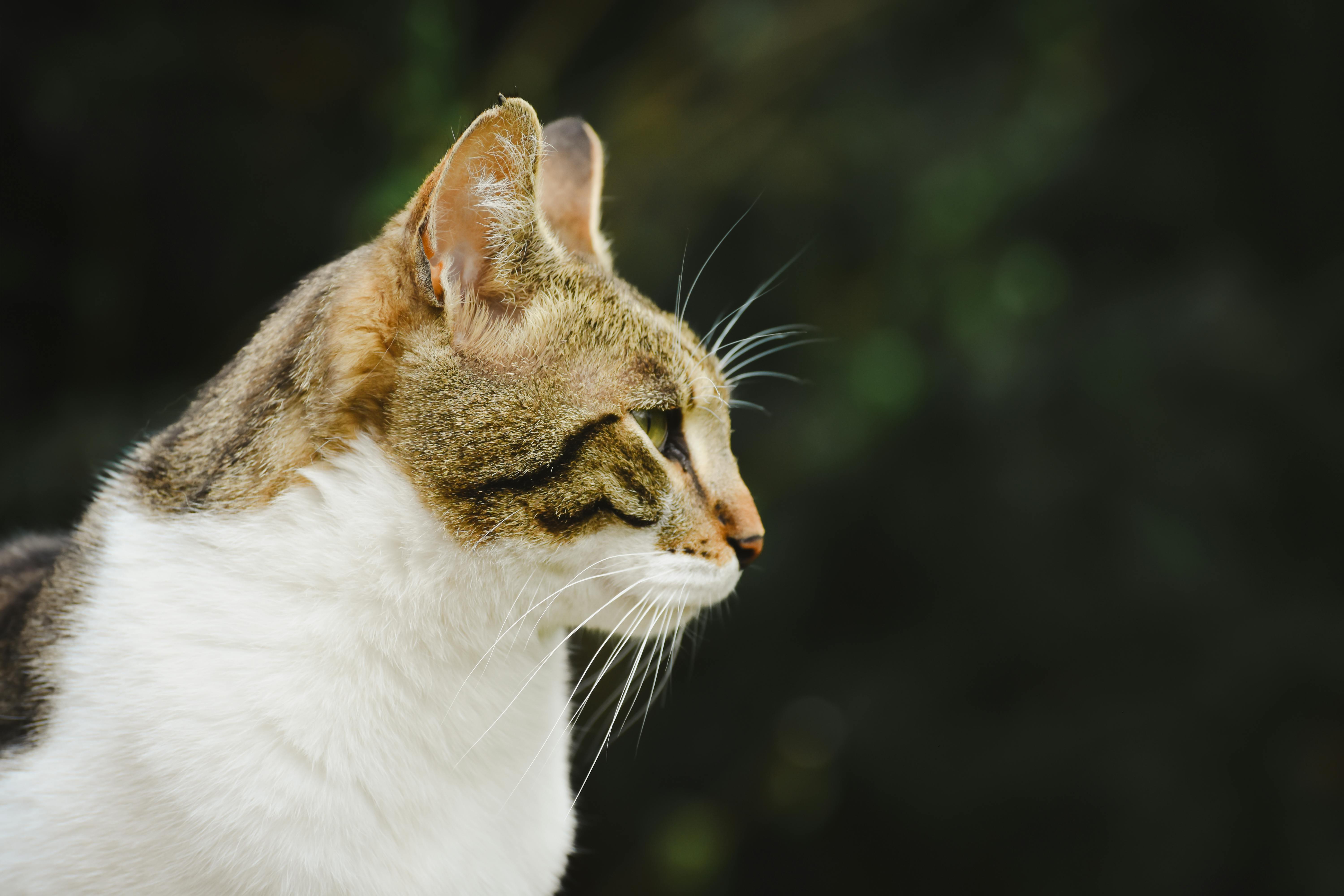 Cat Side Eyeing Photos, Download The BEST Free Cat Side Eyeing Stock ...