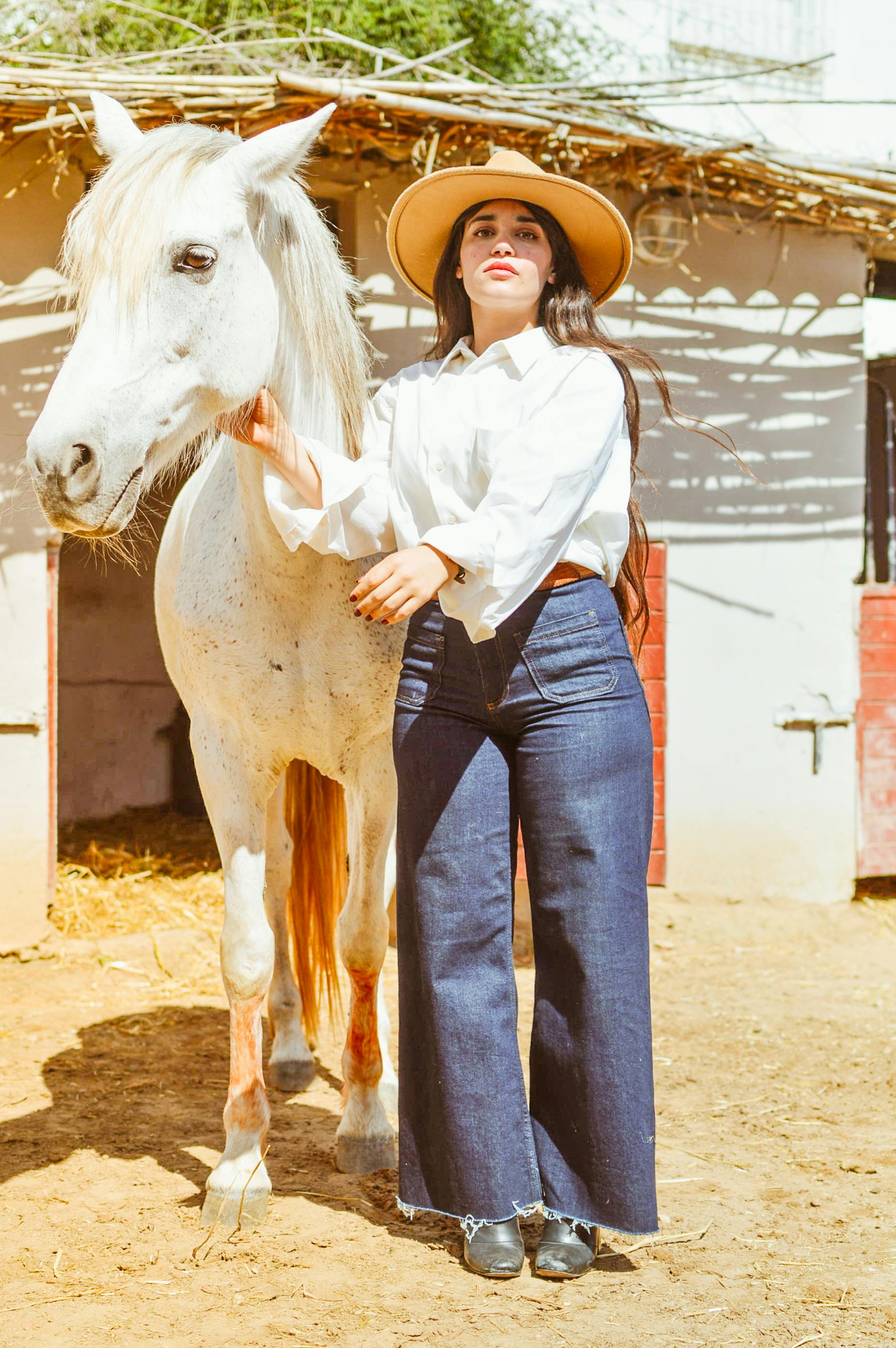 Ware Horses Photos, Download The BEST Free Ware Horses Stock Photos ...