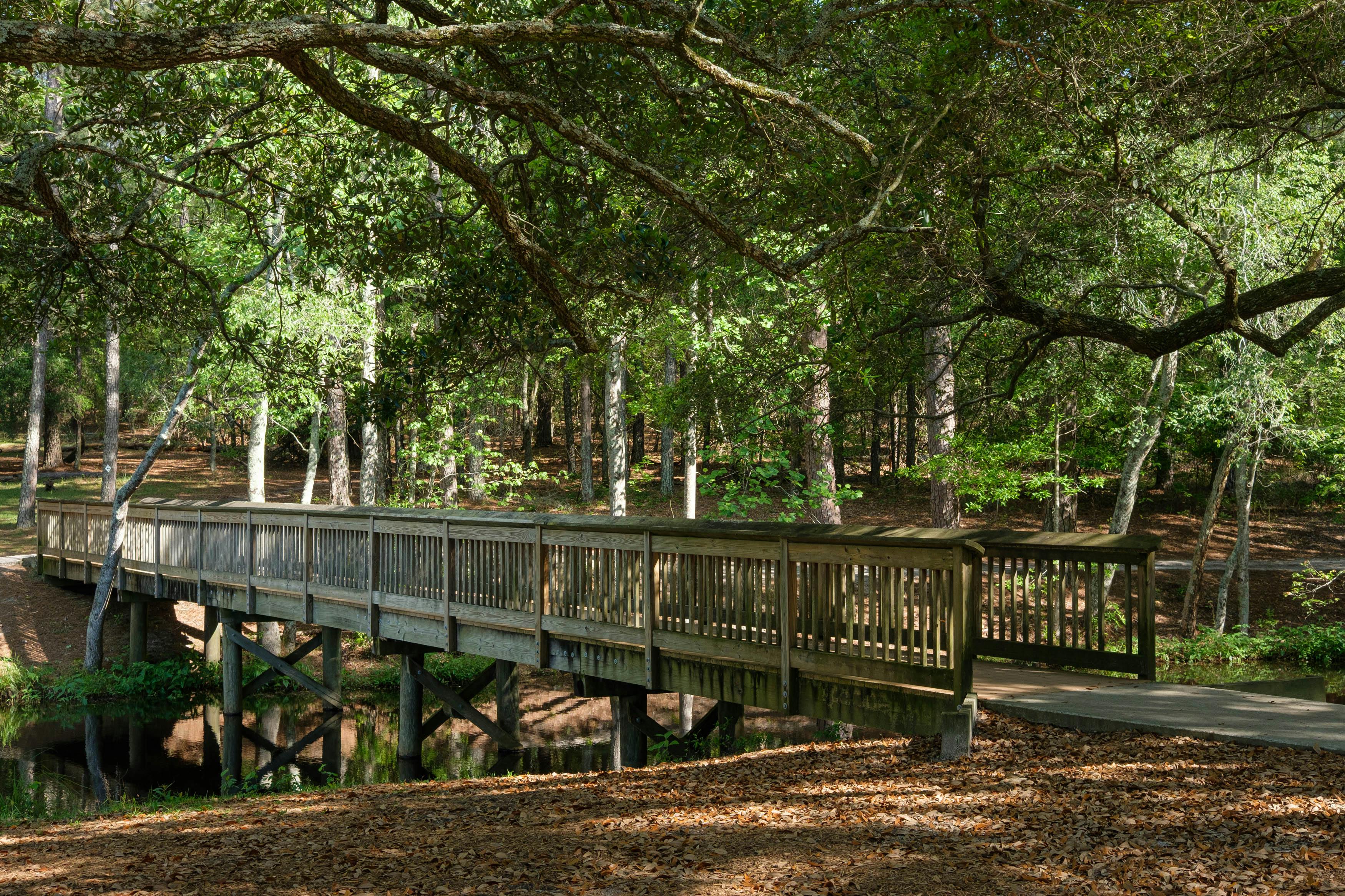 Tree Trunks Photos, Download The BEST Free Tree Trunks Stock Photos ...