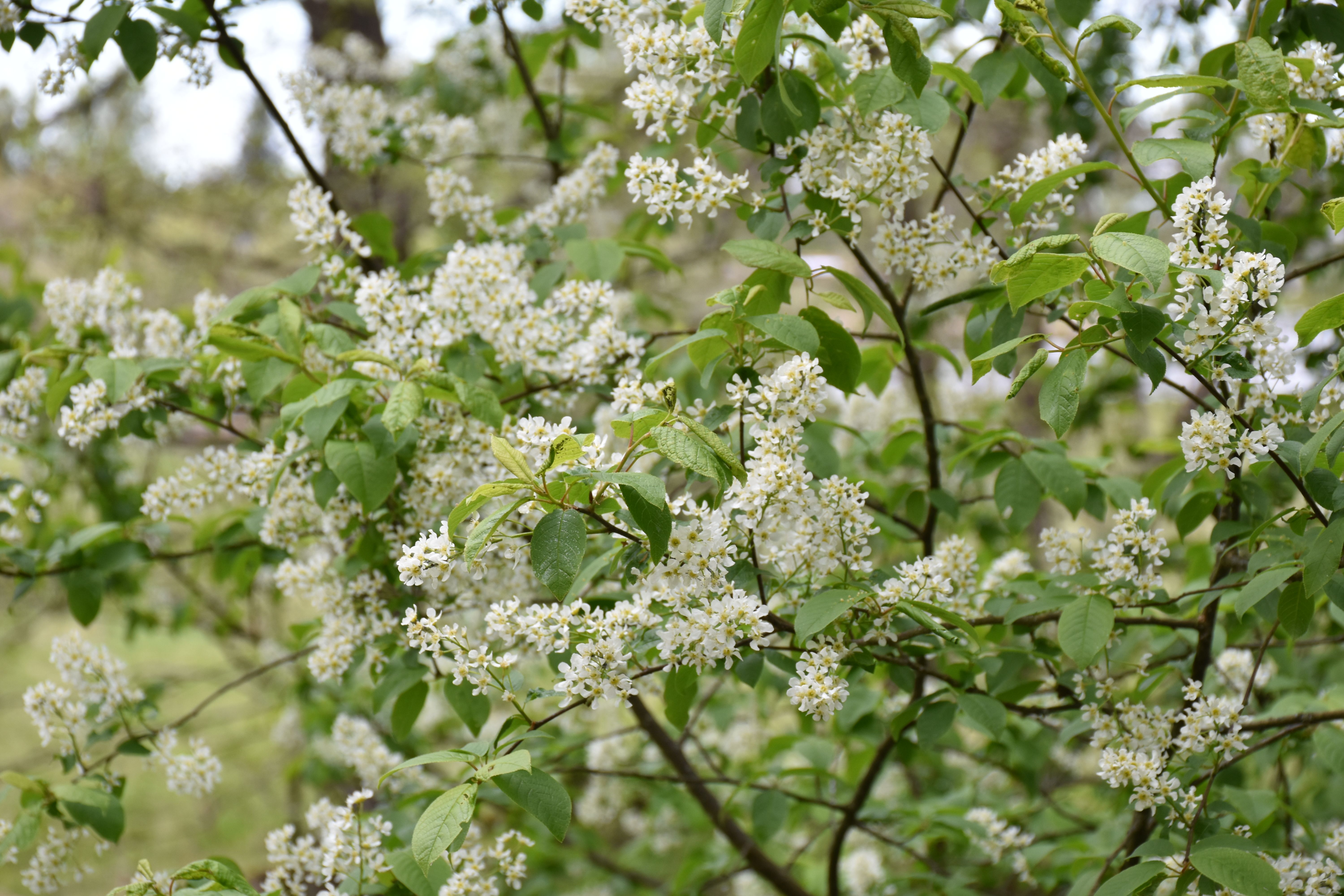 Spring Blooming Cherry Blossoms on a Tree · Free Stock Photo