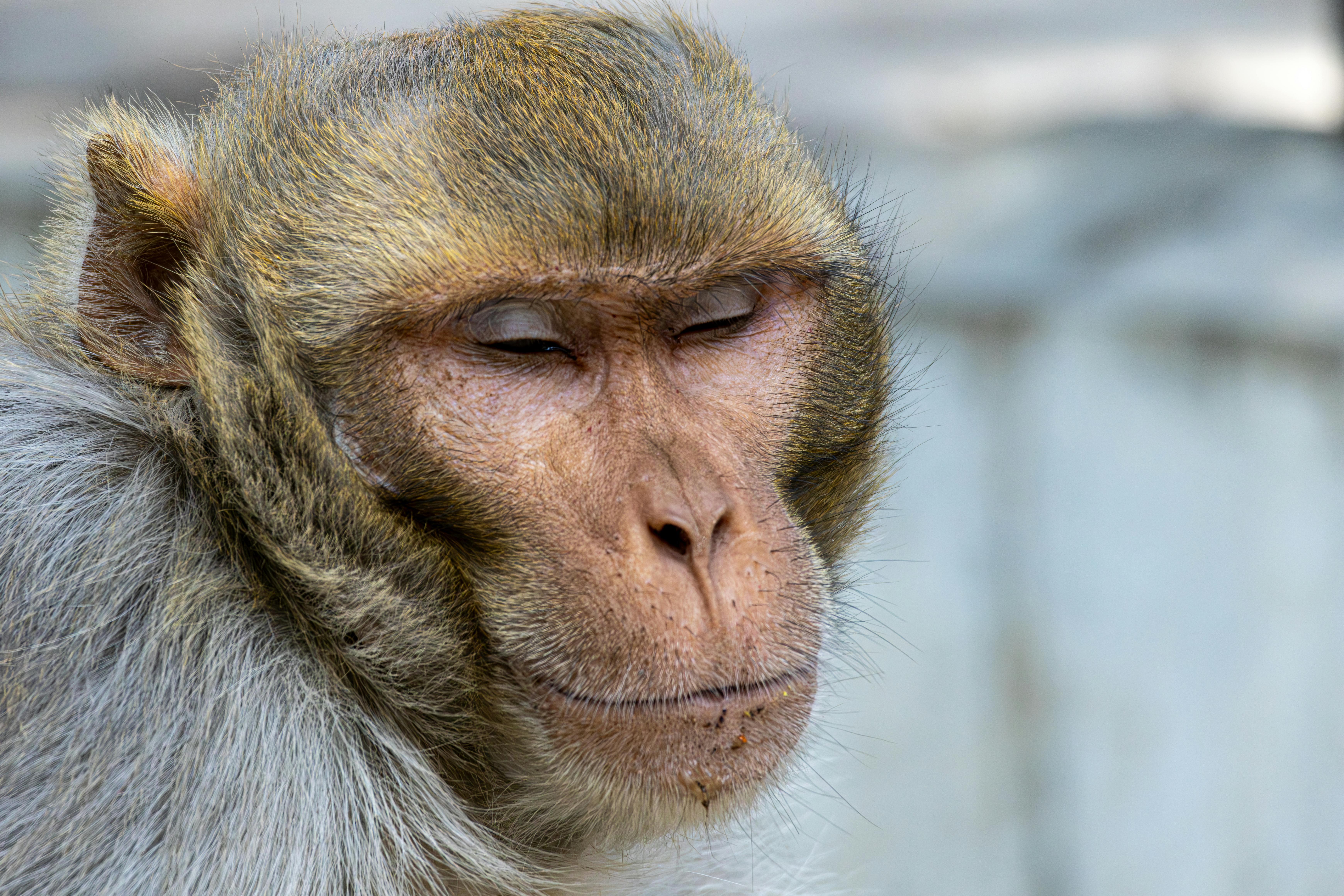 Close-up Portrait of a Rhesus Macaque Monkey · Free Stock Photo
