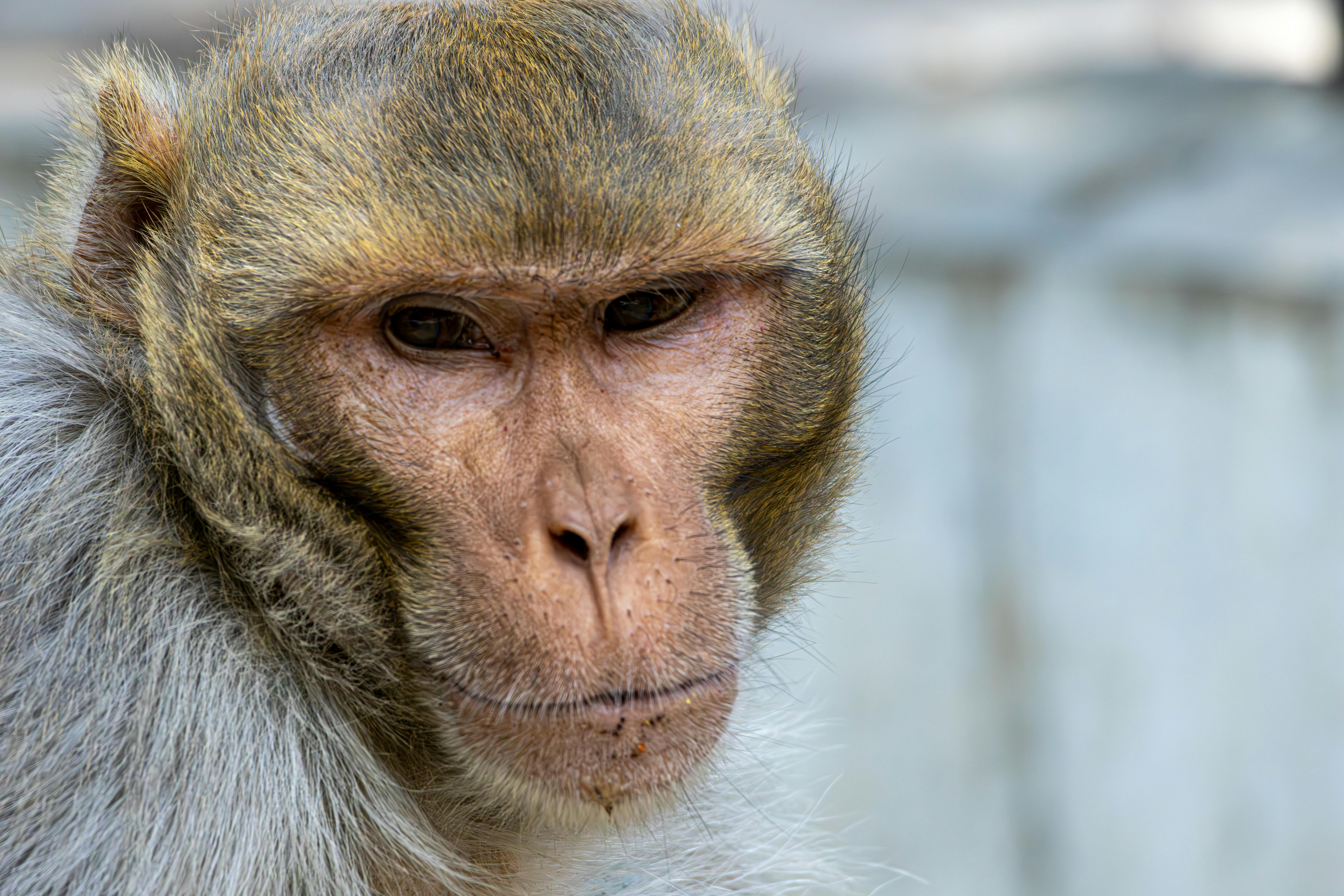 Indochinese Rhesus Macaque Photos, Download The BEST Free Indochinese ...