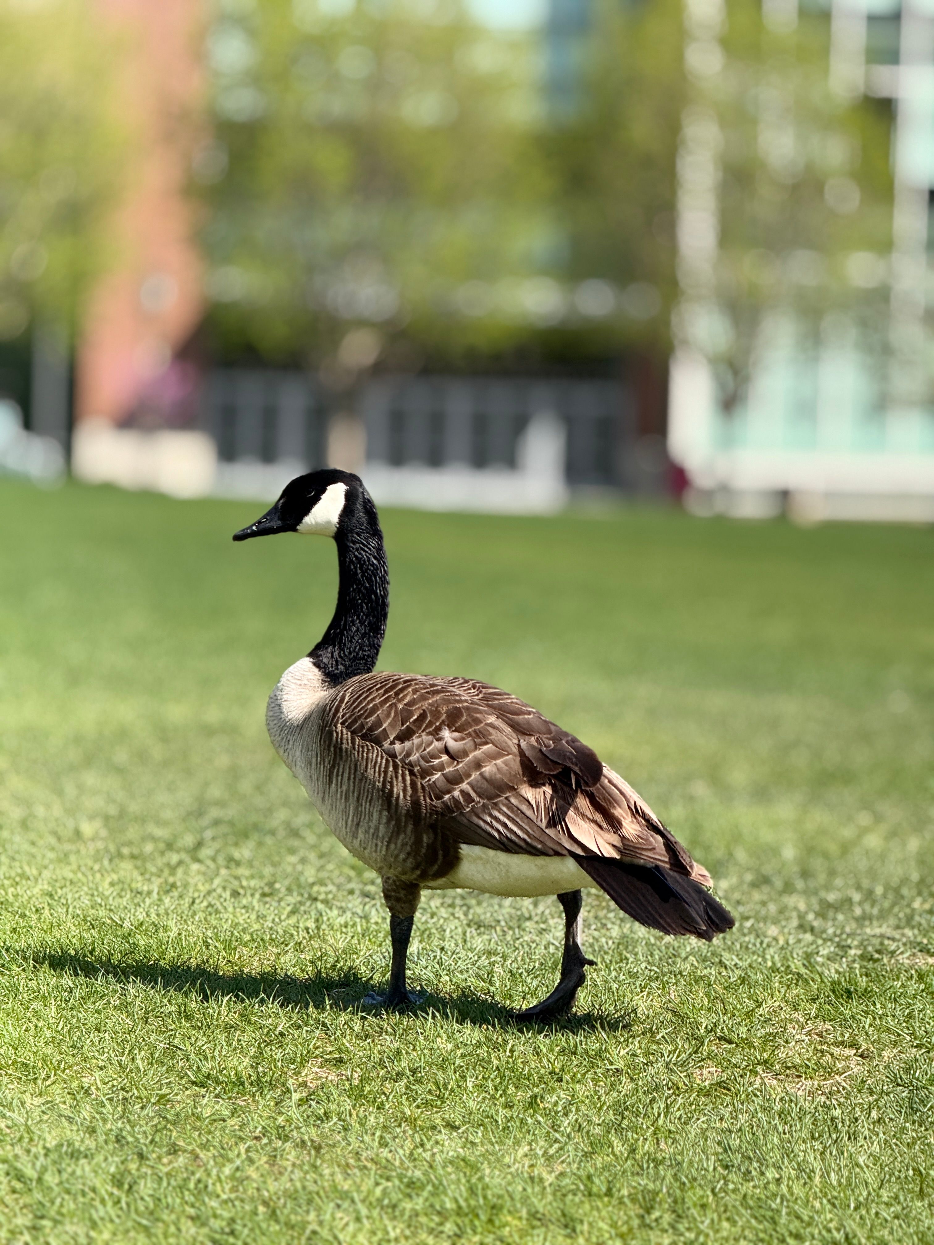 Canada Goose Standing on Green Grass in Chicago · Free Stock Photo