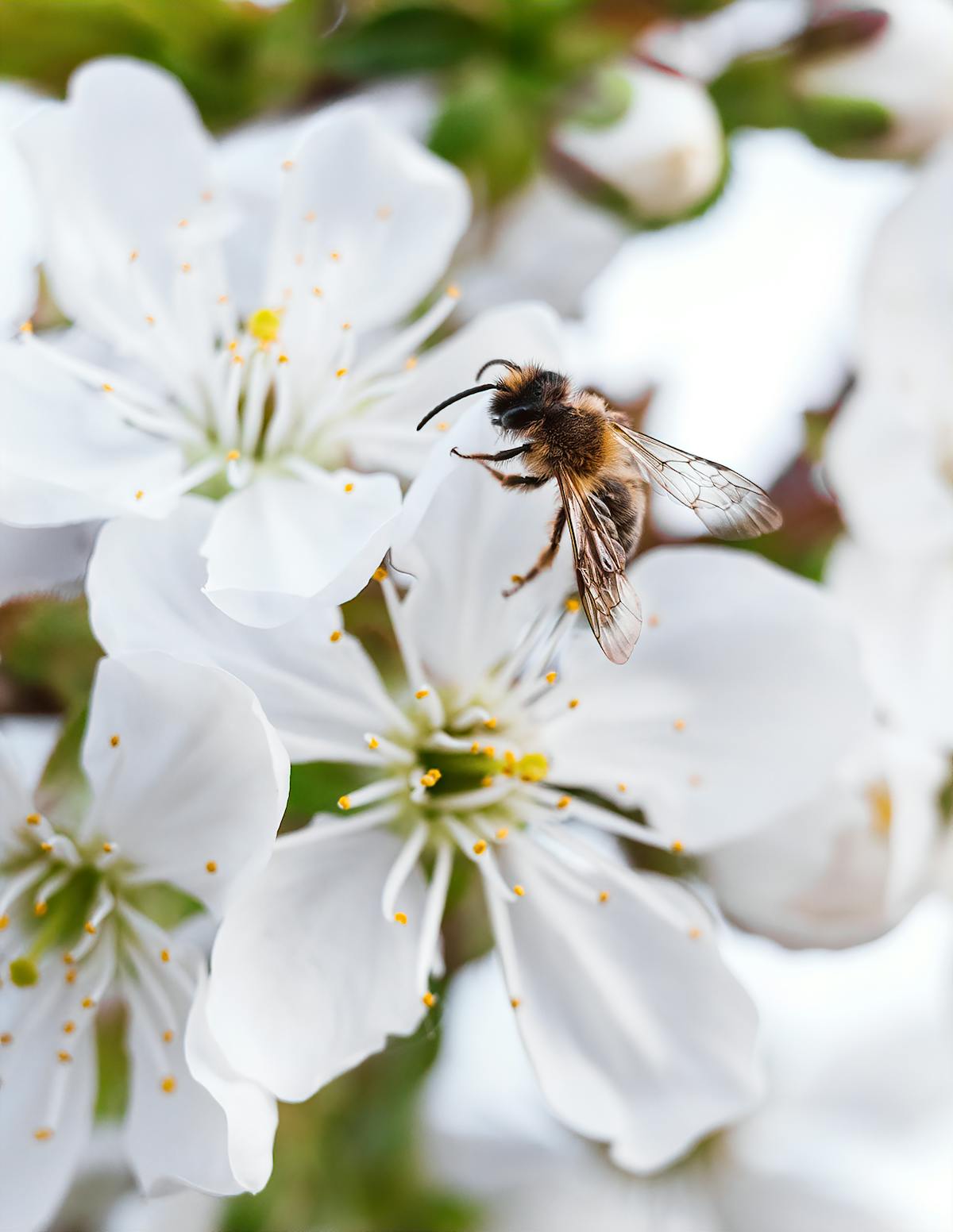 Bee Outline Photos, Download The BEST Free Bee Outline Stock Photos ...