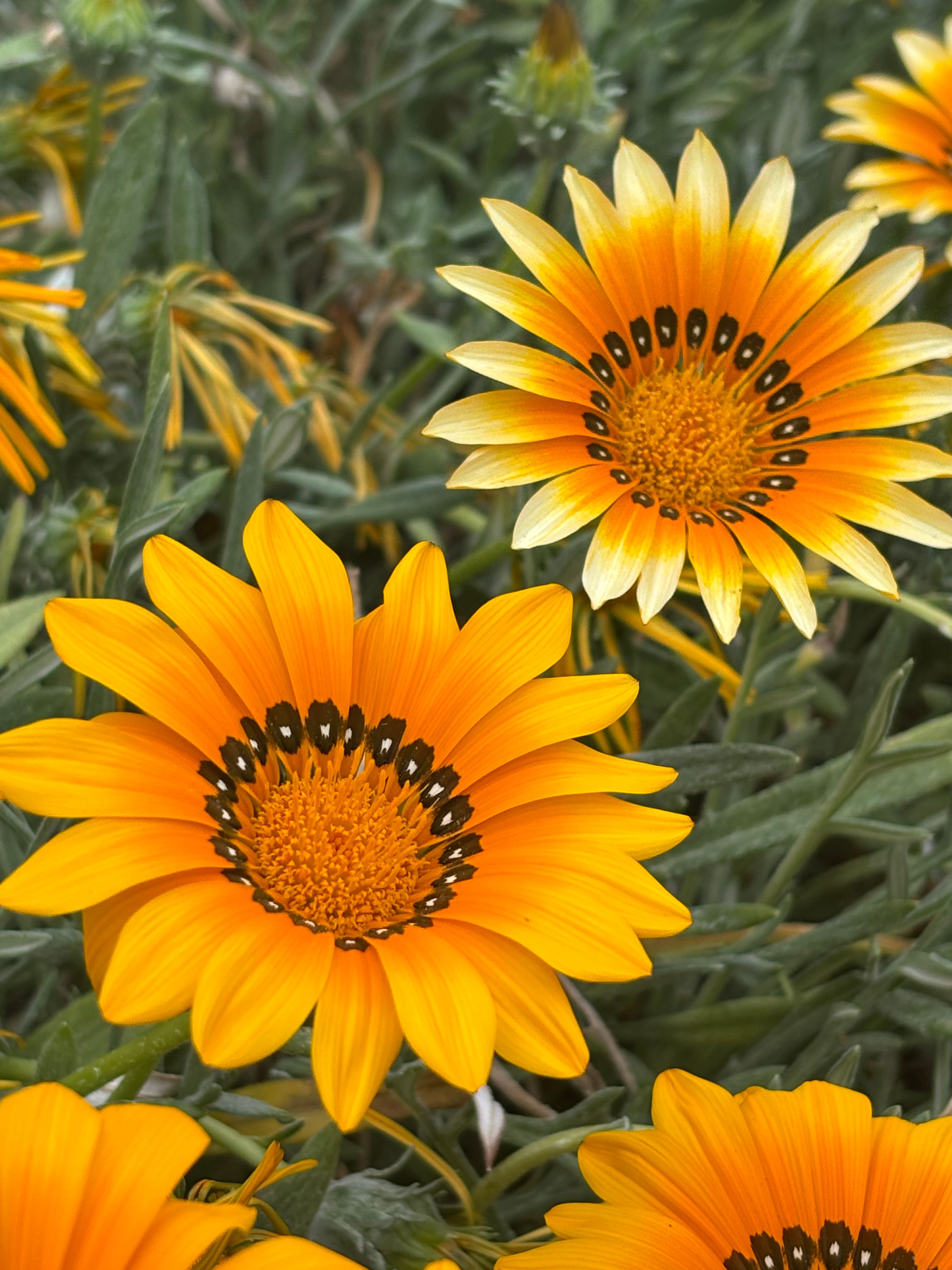 Flora Australia Photos, Download The BEST Free Flora Australia Stock ...