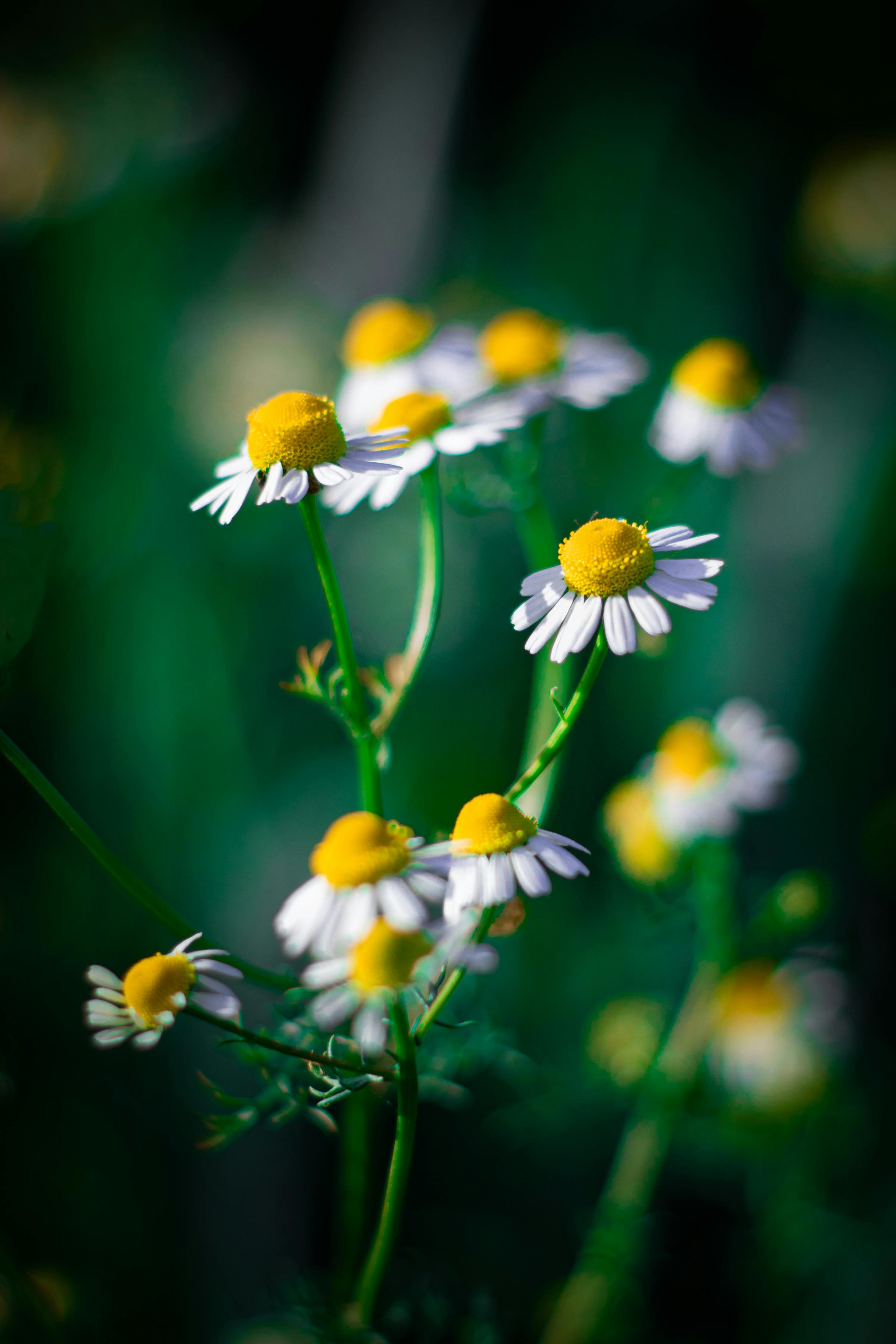 100.000+ Scroller+girls+small+size+hd Bilder und Fotos · Kostenlos ...