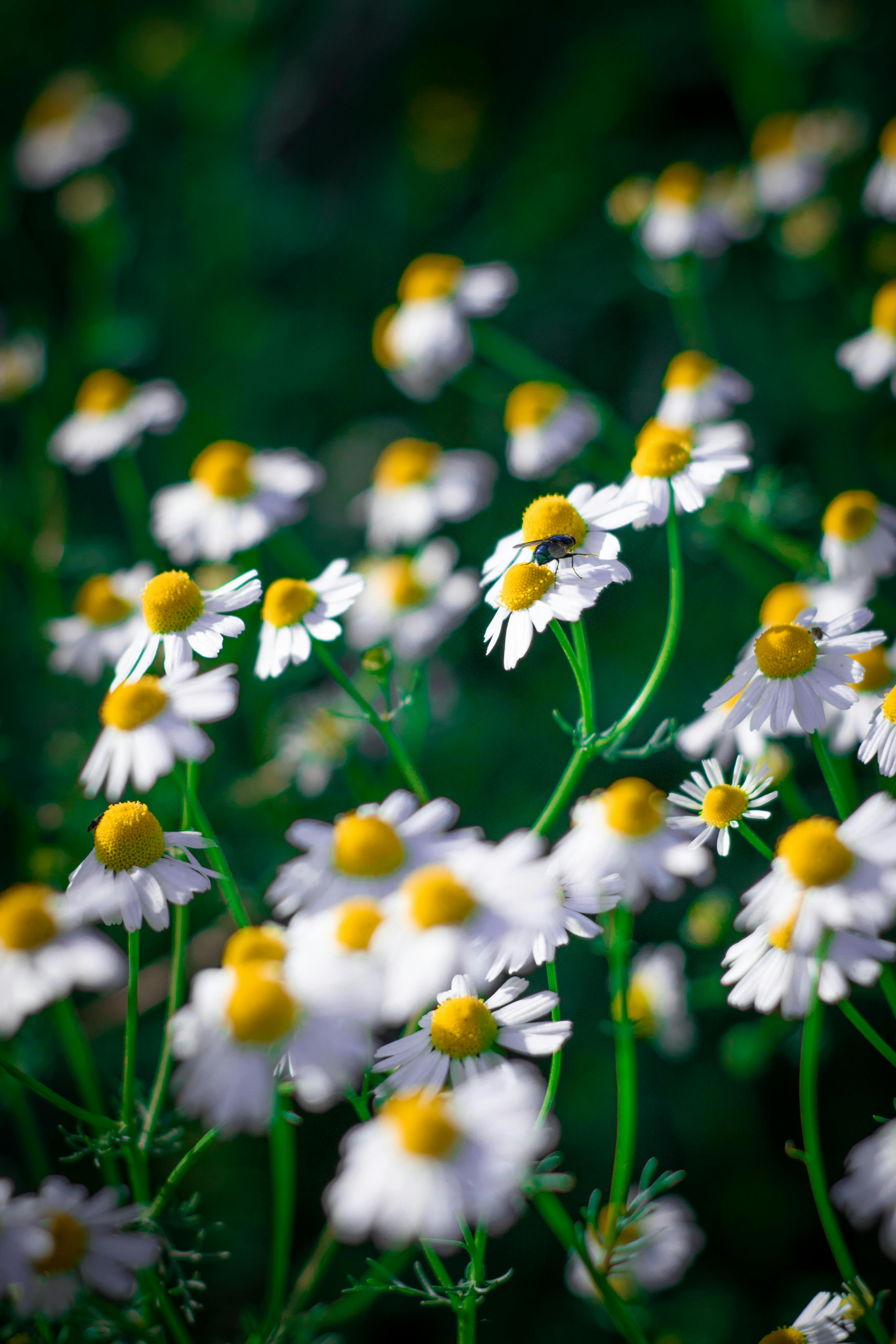 100.000+ Scroller+girls+small+size+hd Bilder und Fotos · Kostenlos ...