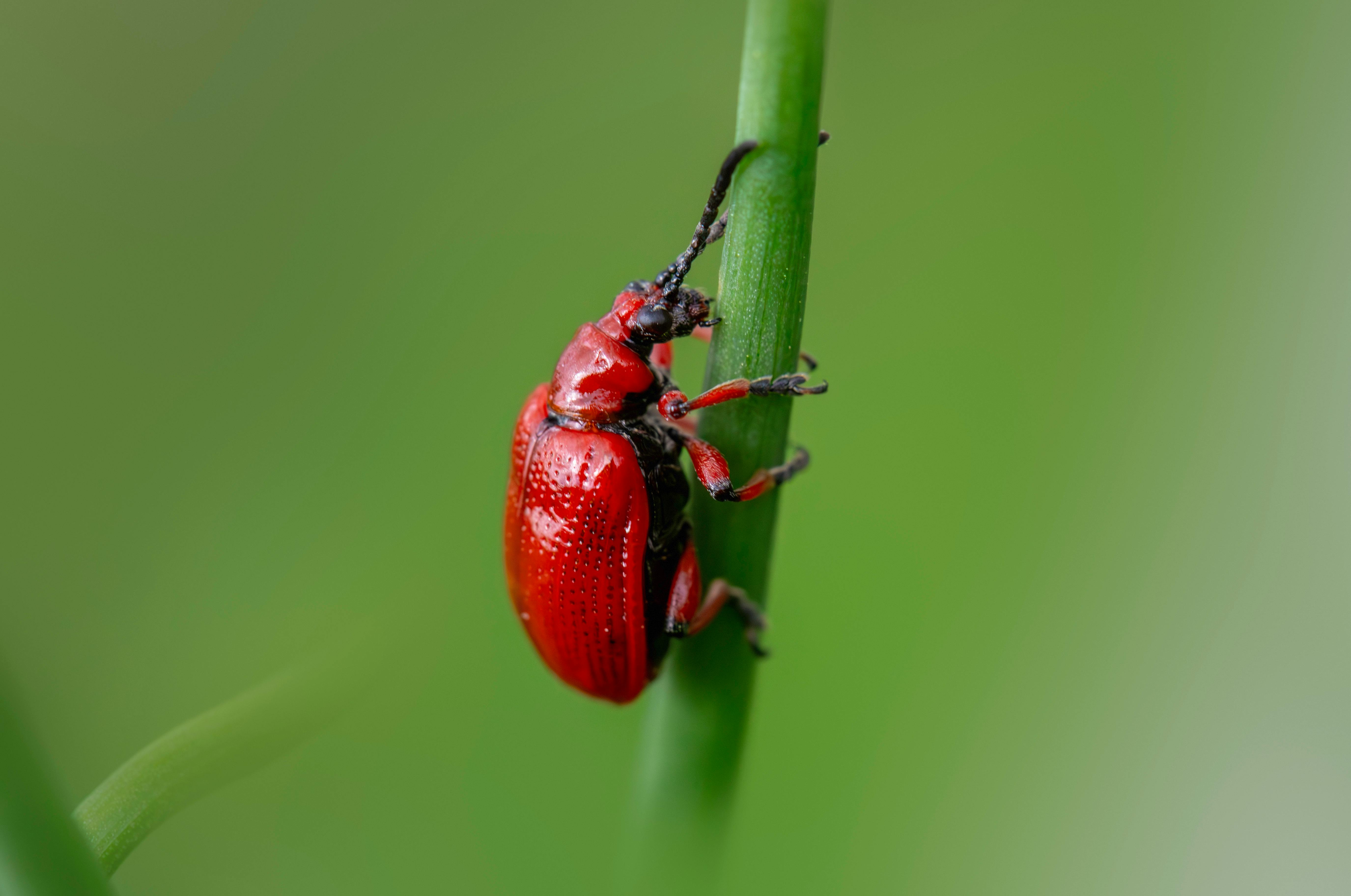 Bugs Photos, Download The BEST Free Bugs Stock Photos & HD Images