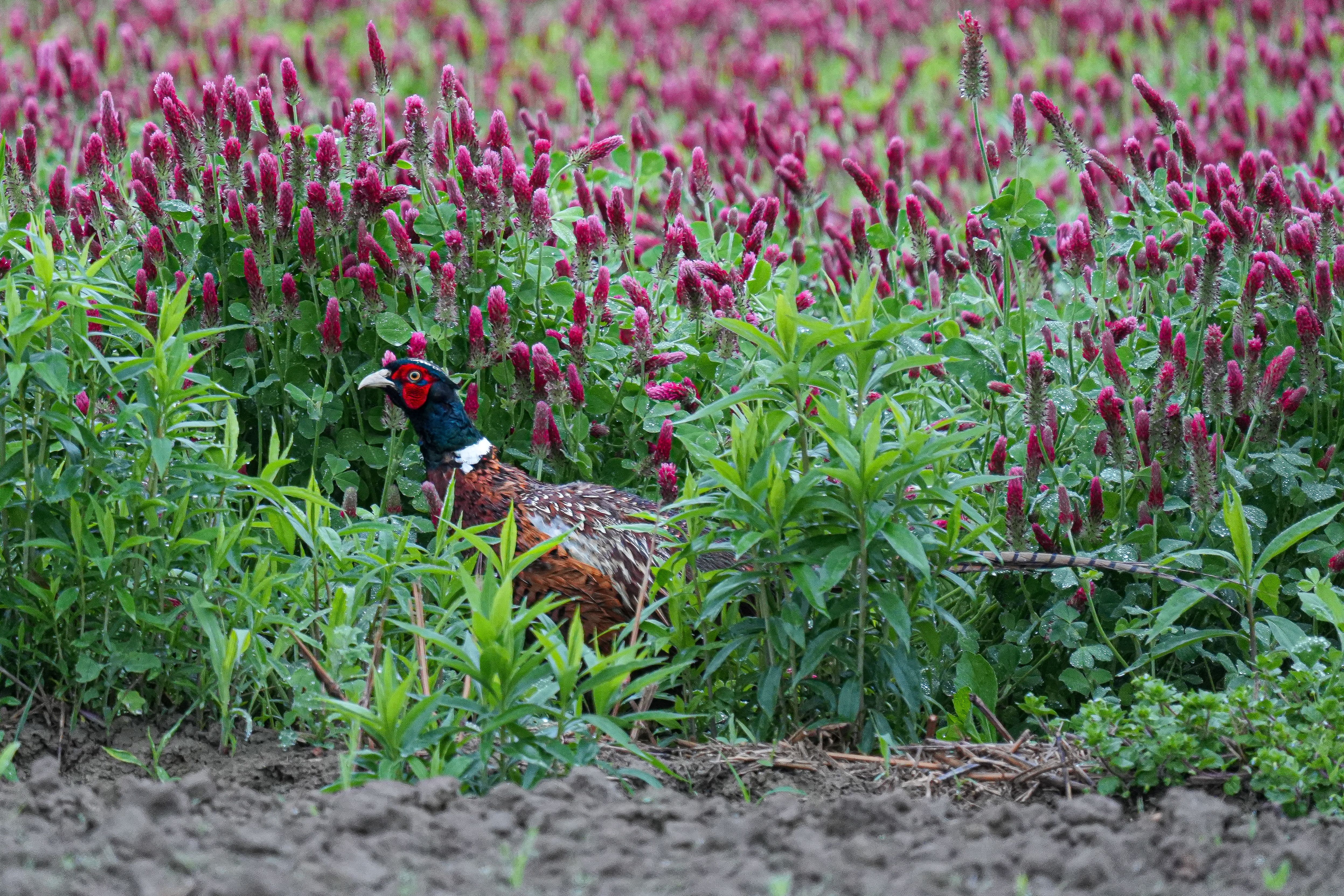 Colorful Pheasant in Lush Wildflower Field · Free Stock Photo