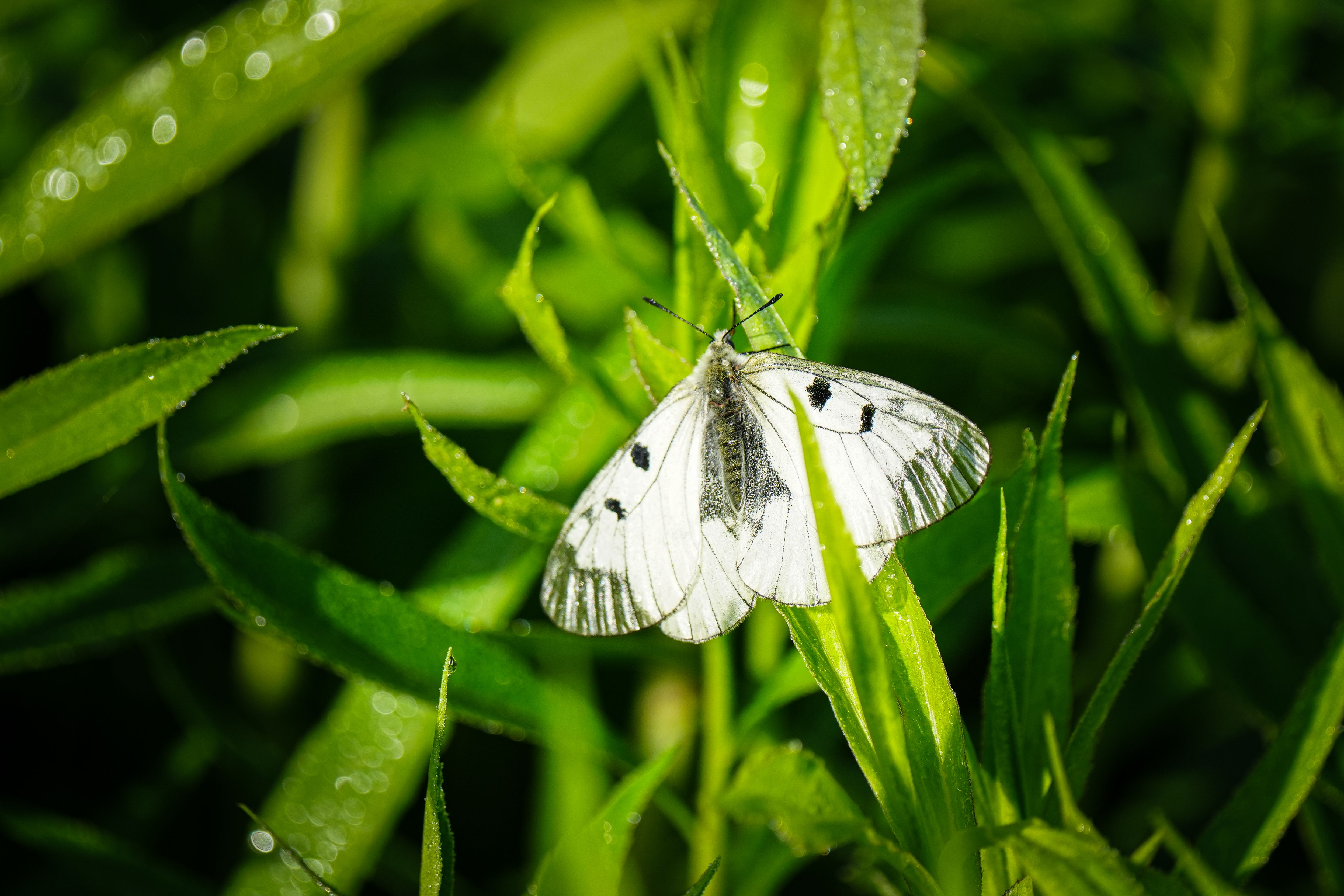 Helical Symmetry Photos, Download The BEST Free Helical Symmetry Stock ...