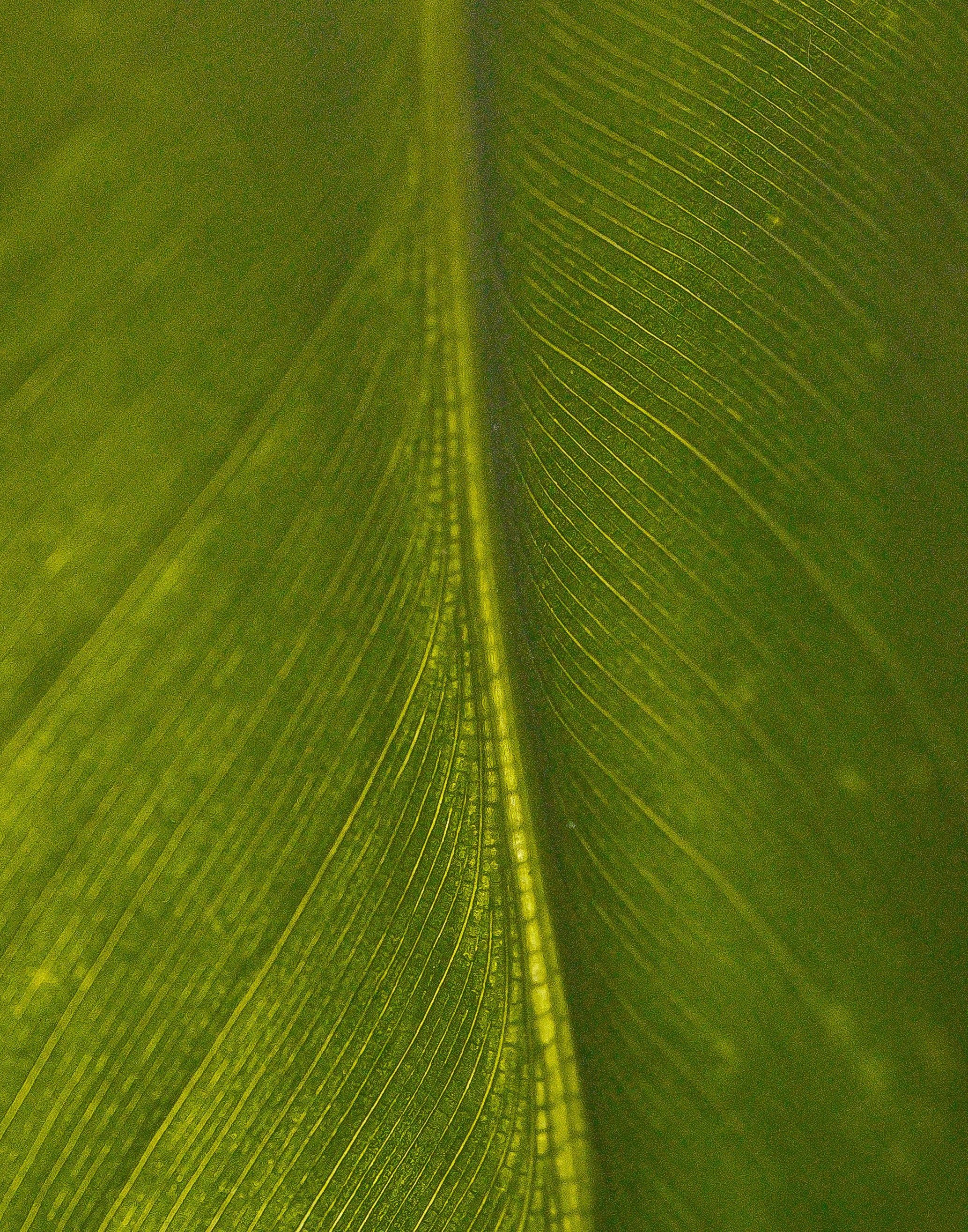 Close-Up of Green Leaf Texture in Nature · Free Stock Photo