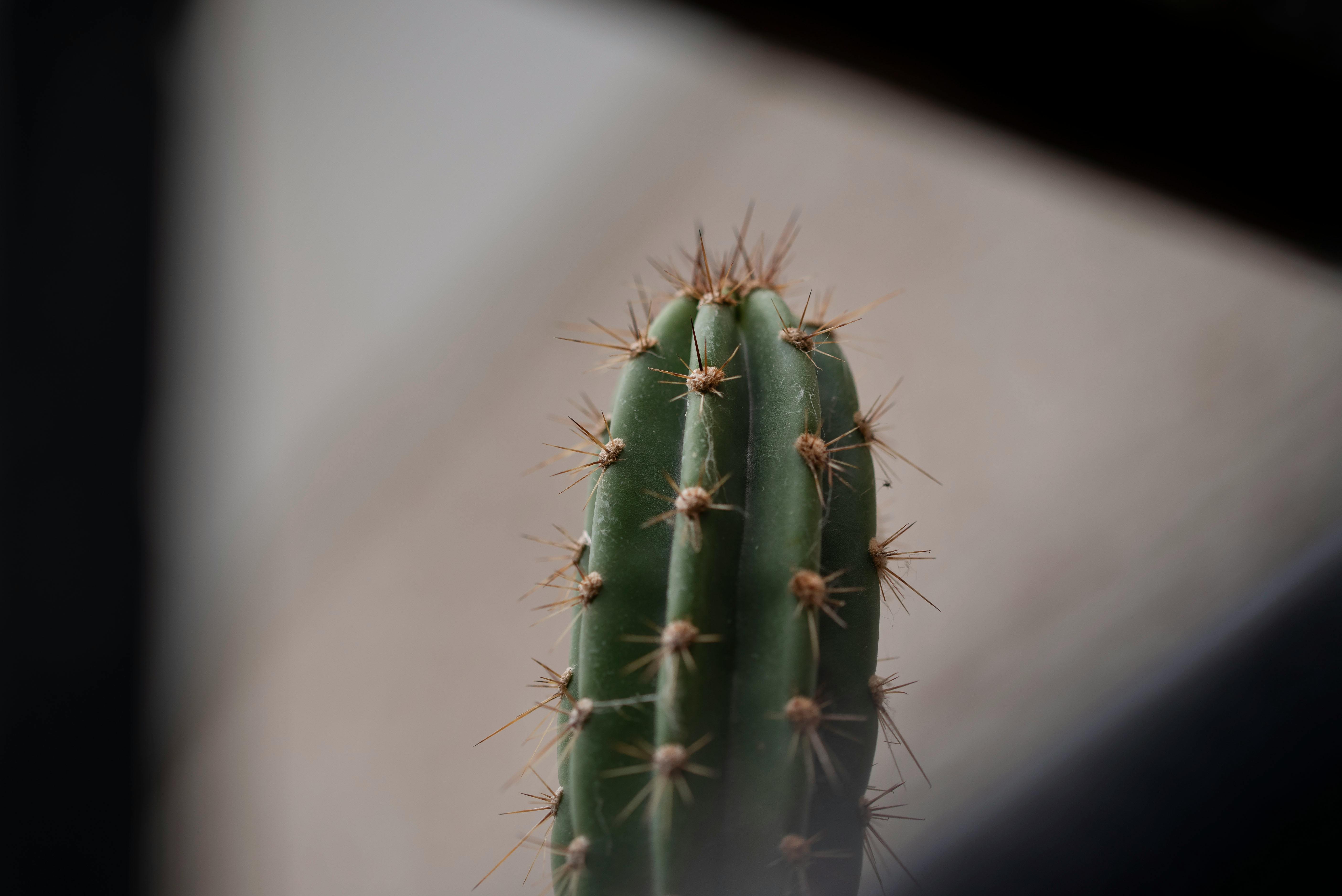 Cactus Con Espinas Espinosas Que Crecen En Casa. · Foto de stock gratuita