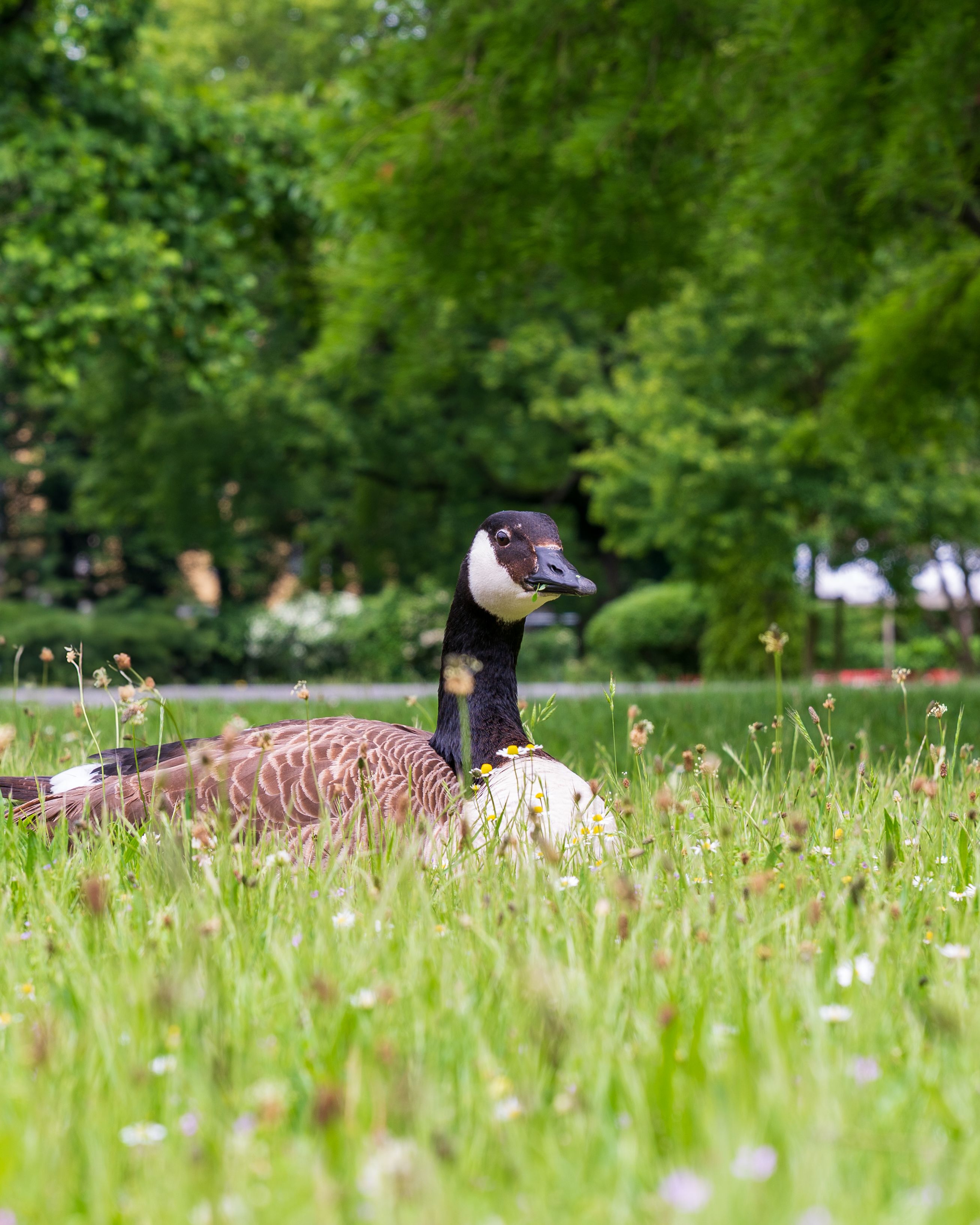 Canada Goose Relaxing in Lush Green Park · Free Stock Photo
