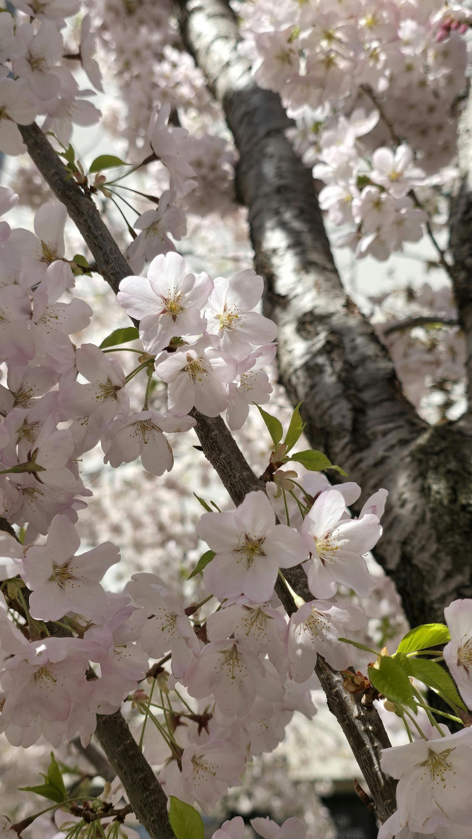 Bokep+Jepang+Full+Sperma Photos, Download The BEST Free Bokep+Jepang+Full+Sperma Stock Photos ...