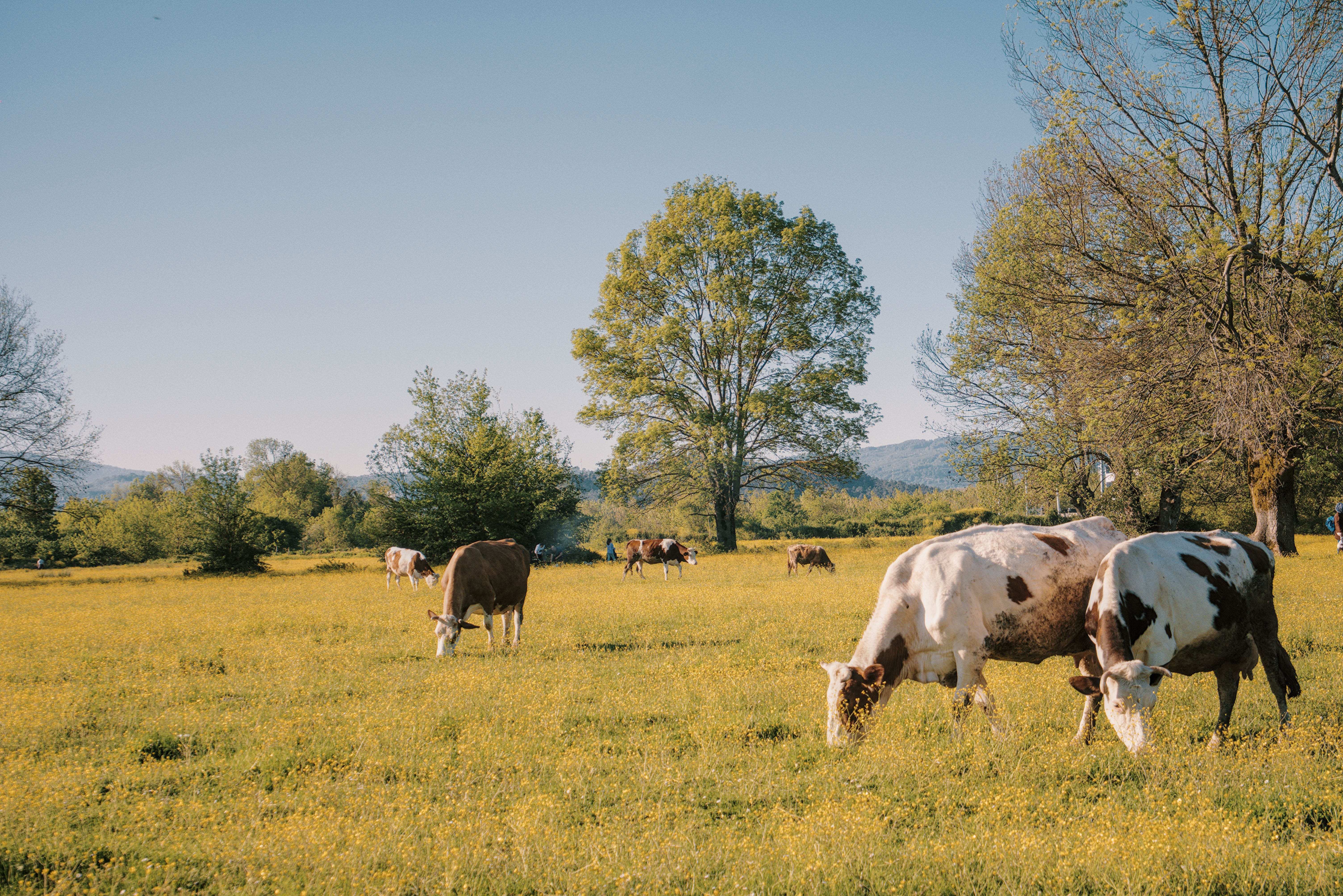 Scenic Pasture with Grazing Cows Under Clear Sky · Free Stock Photo