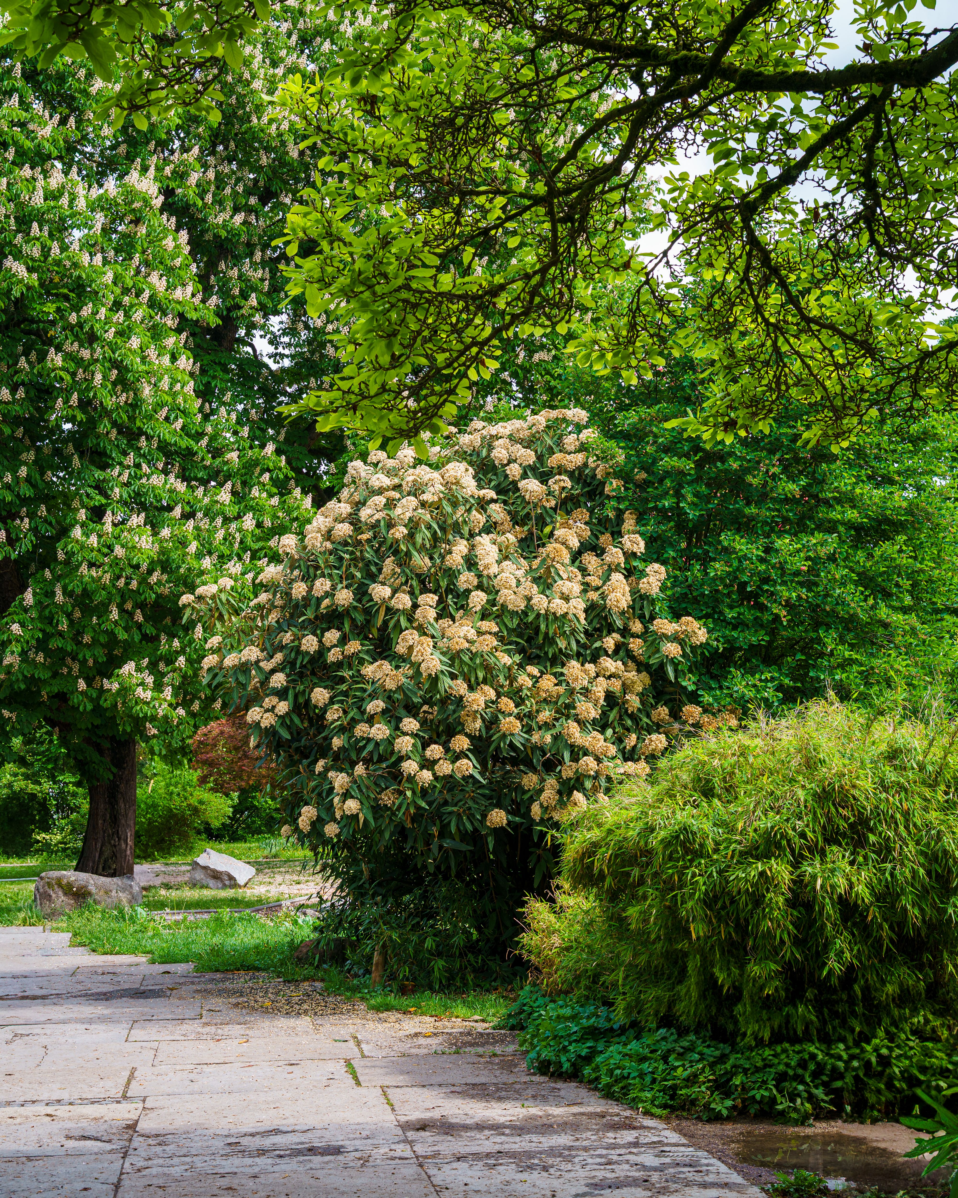 Shrubs Photos, Download The BEST Free Shrubs Stock Photos & HD Images