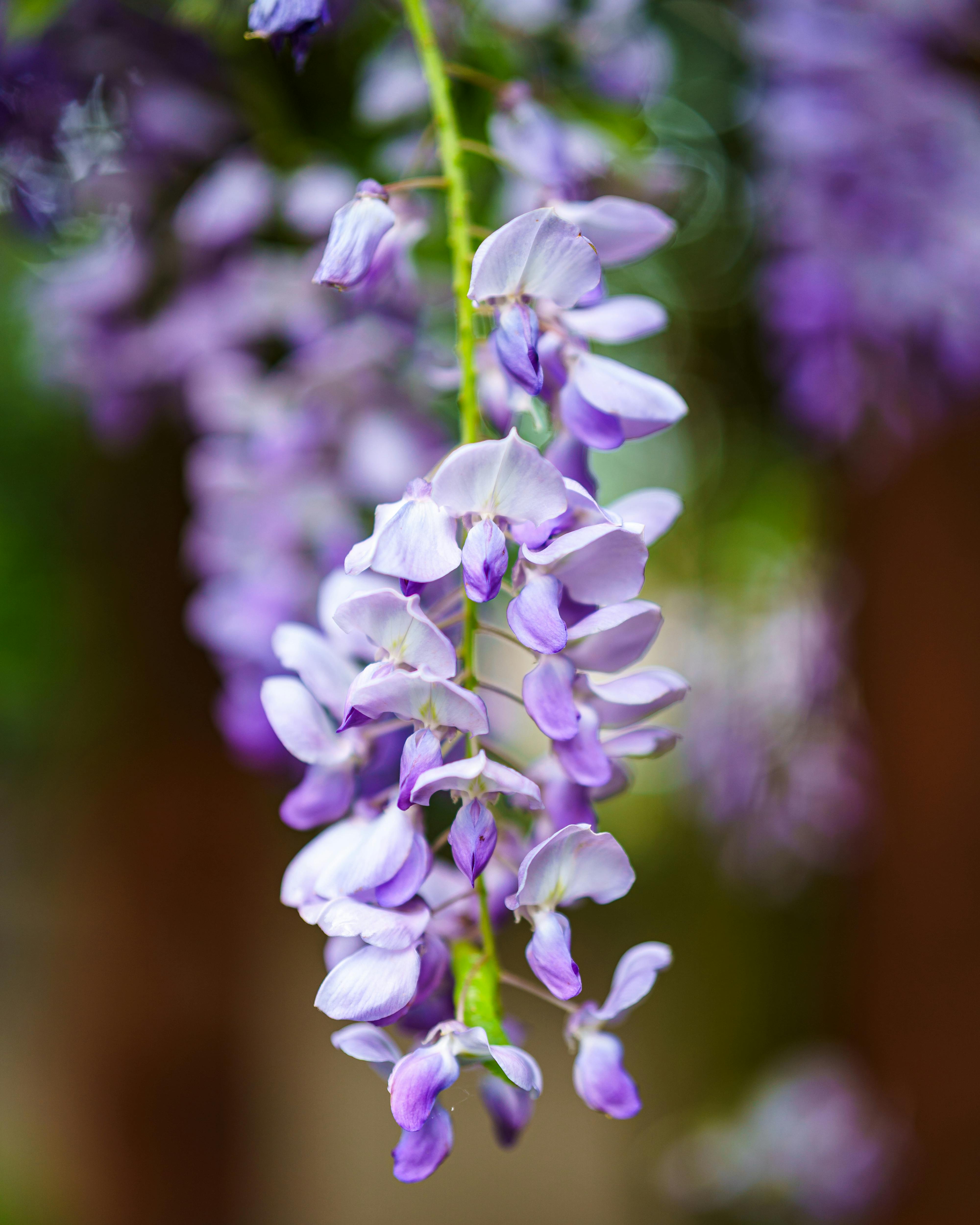 Vine Decorative Photos, Download The BEST Free Vine Decorative Stock ...