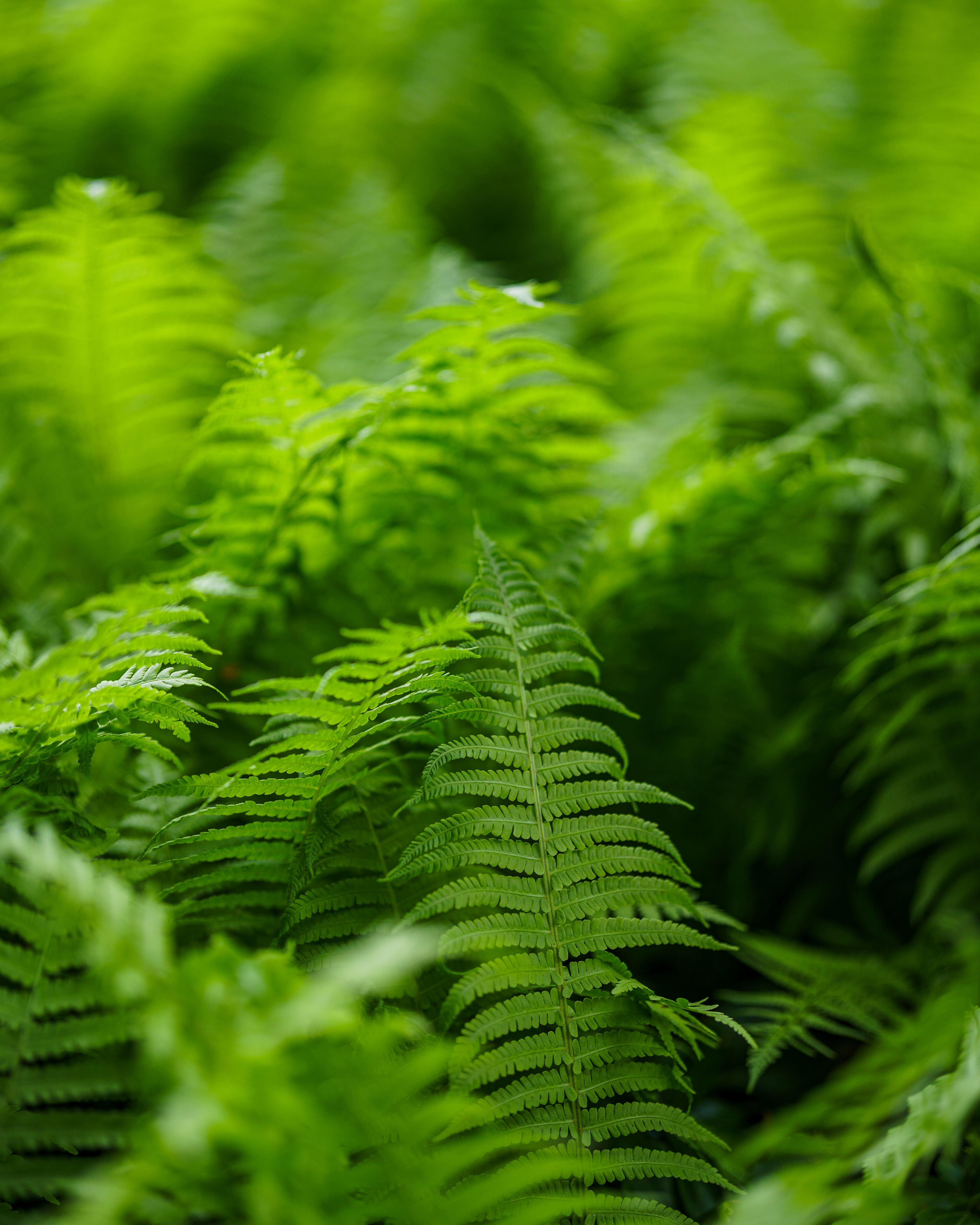 Lush Green Ferns in Natural Light · Free Stock Photo