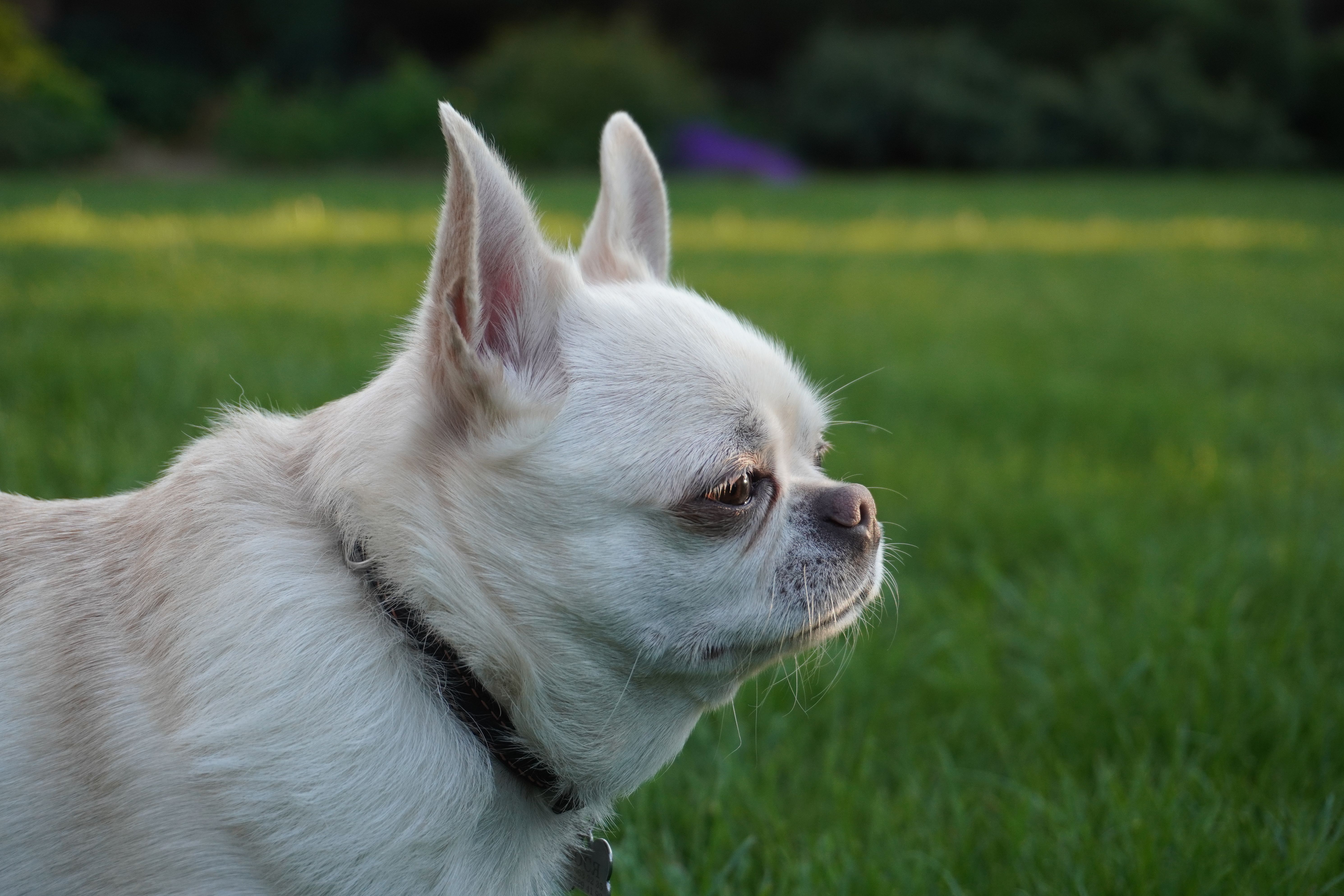 Dog Side Profile Photos, Download The BEST Free Dog Side Profile Stock ...