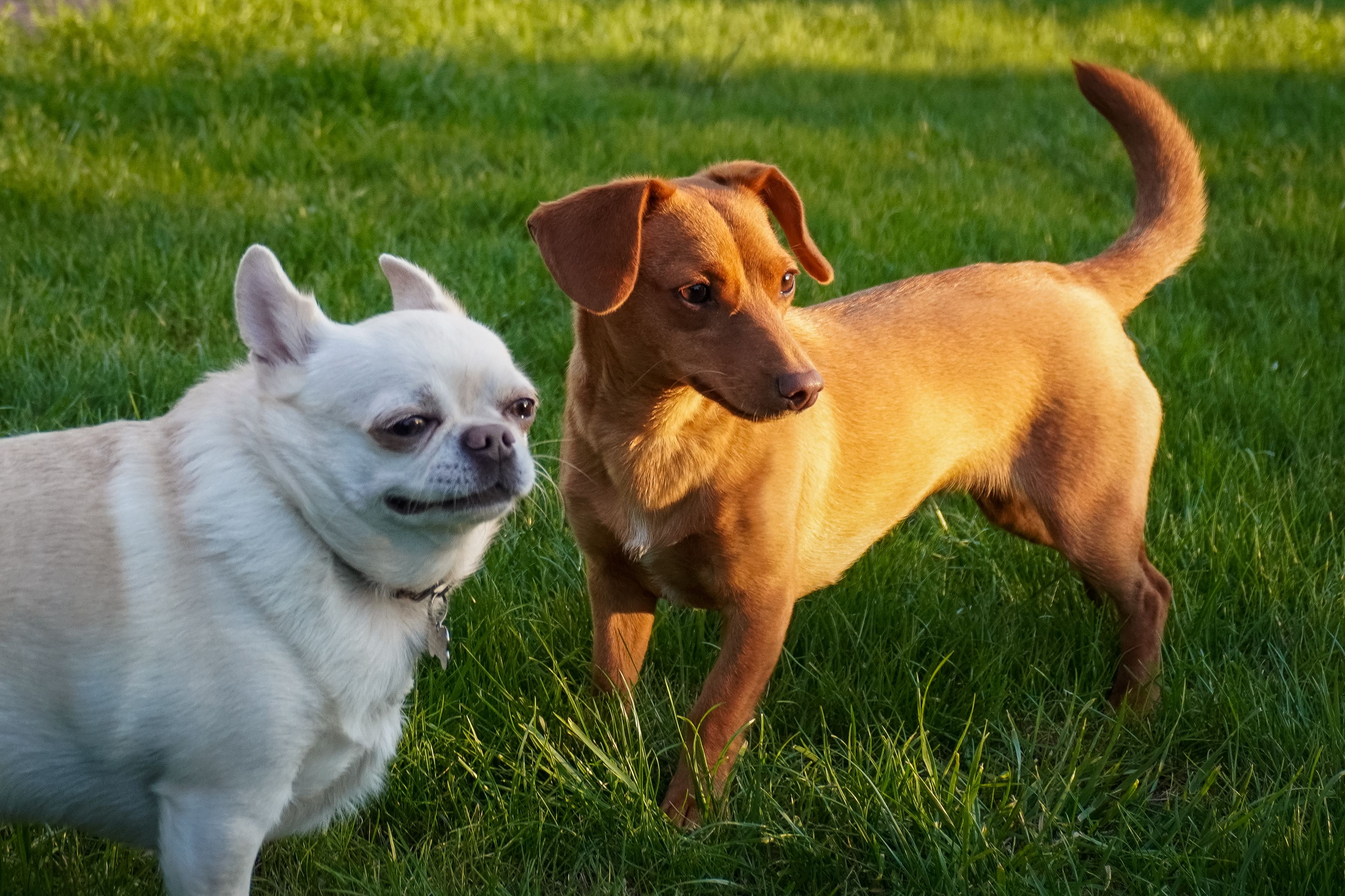 Two Dogs Standing on Sunlit Grassy Field · Free Stock Photo