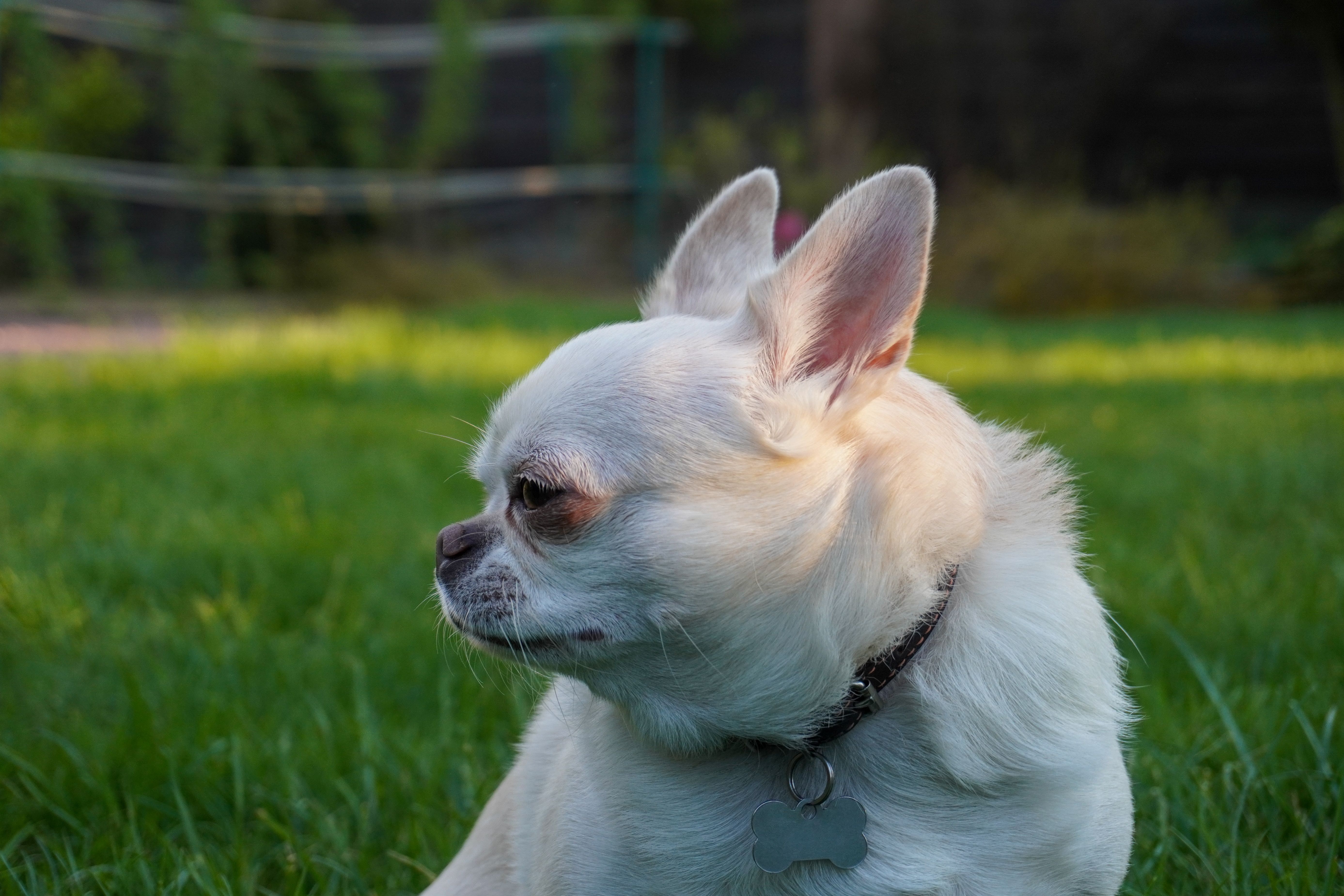 Small Dog Photos, Download The BEST Free Small Dog Stock Photos & HD Images