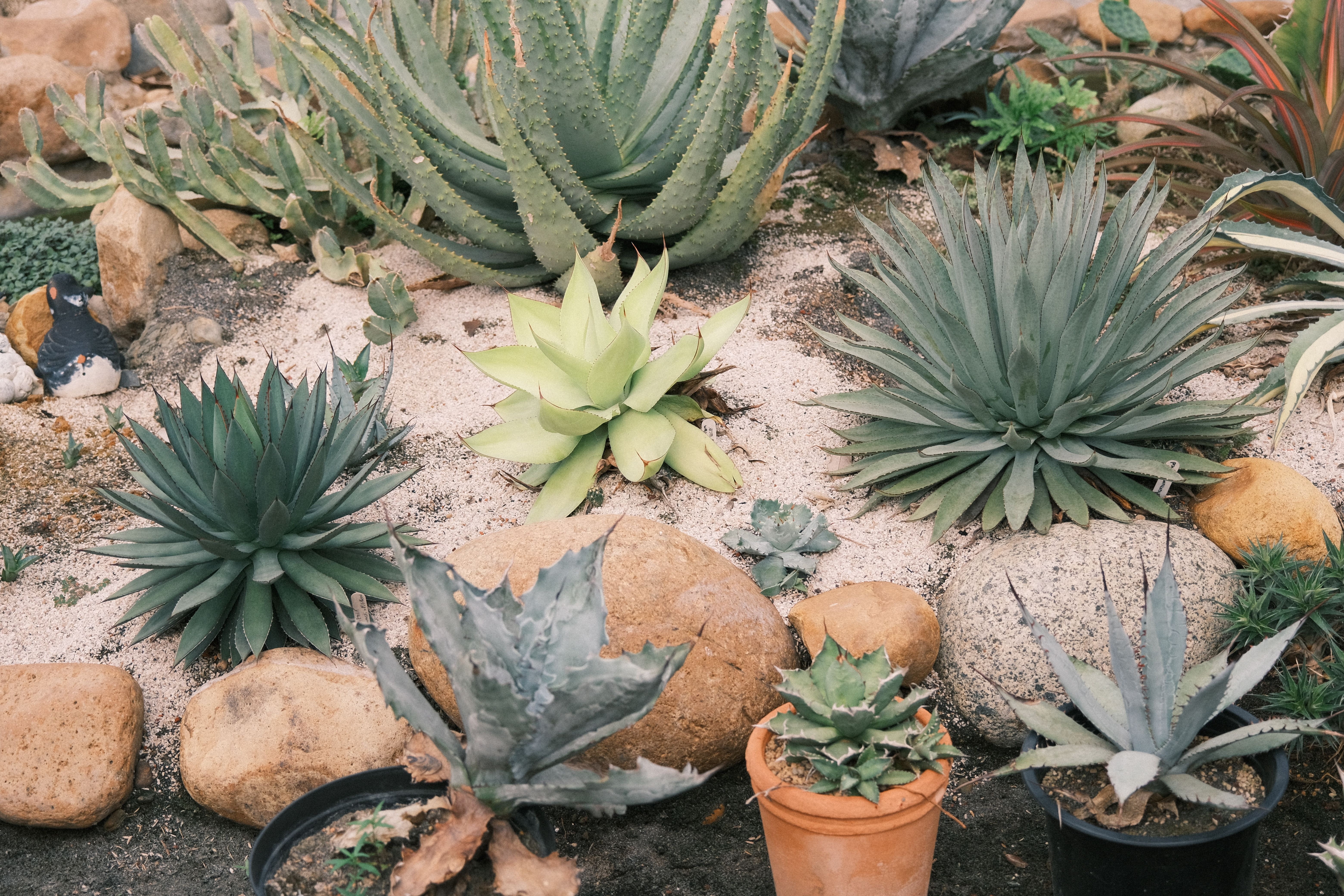 Diverse Succulent Garden with Rocks and Sand · Free Stock Photo