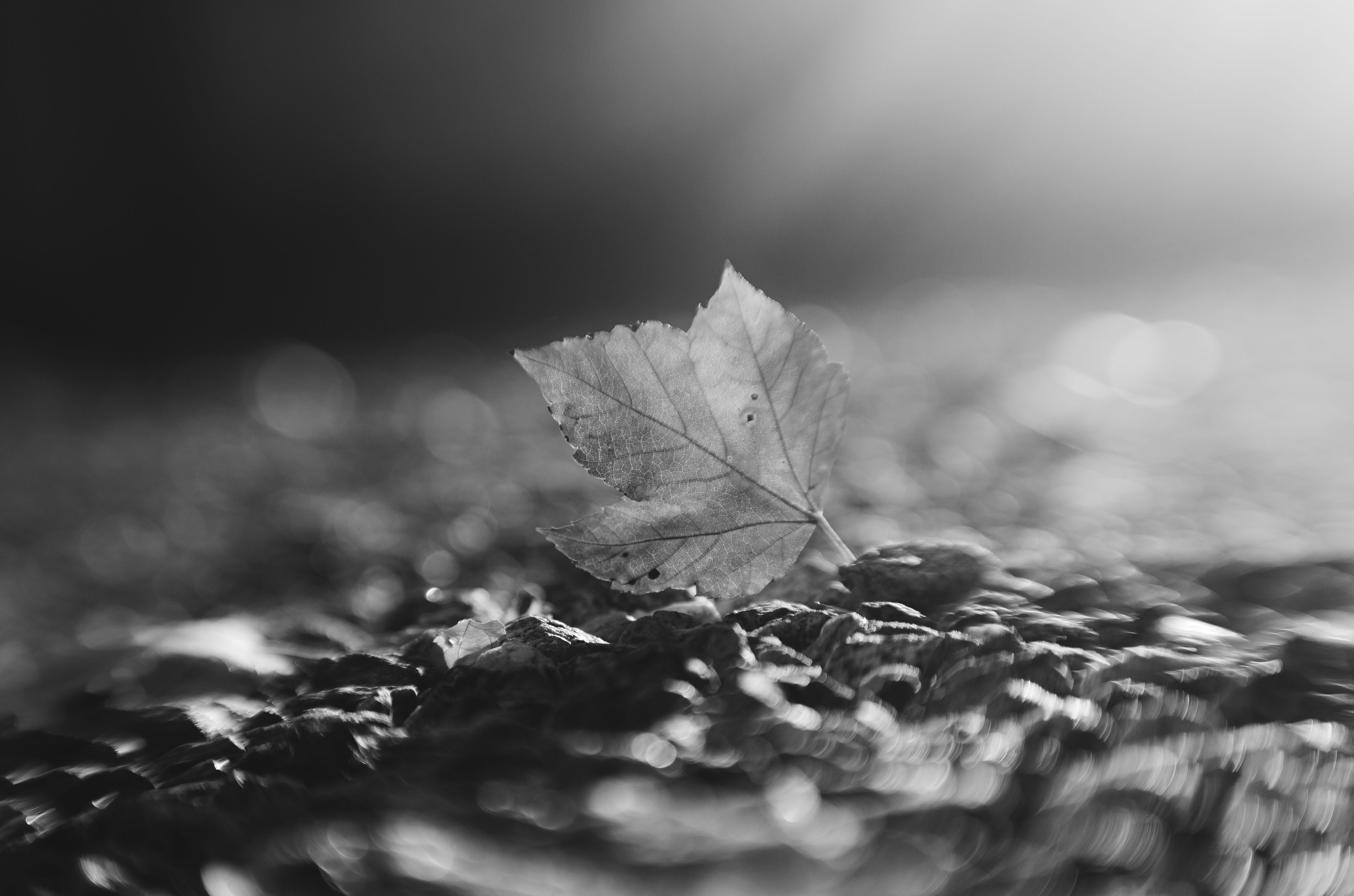 Shadow Bokeh Photos, Download The BEST Free Shadow Bokeh Stock Photos ...