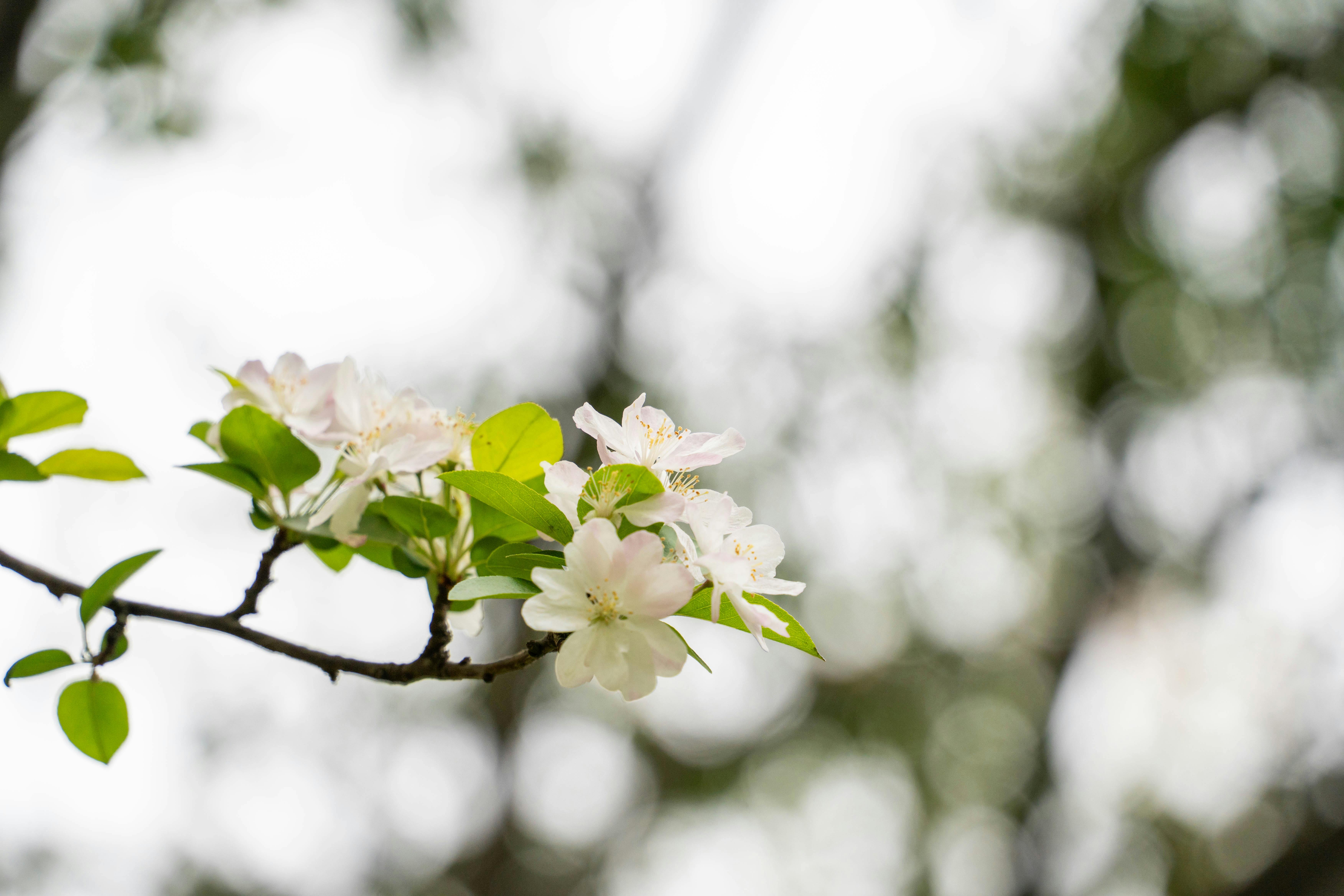 Beautiful Plum Blossoms in Nanjing Spring · Free Stock Photo