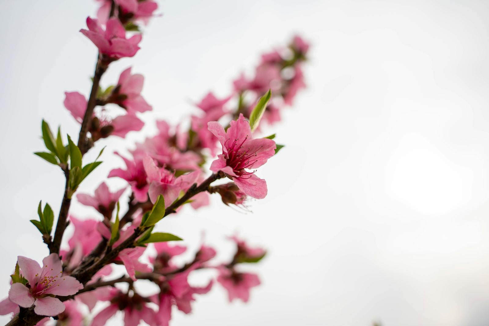 Yongfu Cherry Blossom Garden In Longyan Fujian China Photos, Download ...