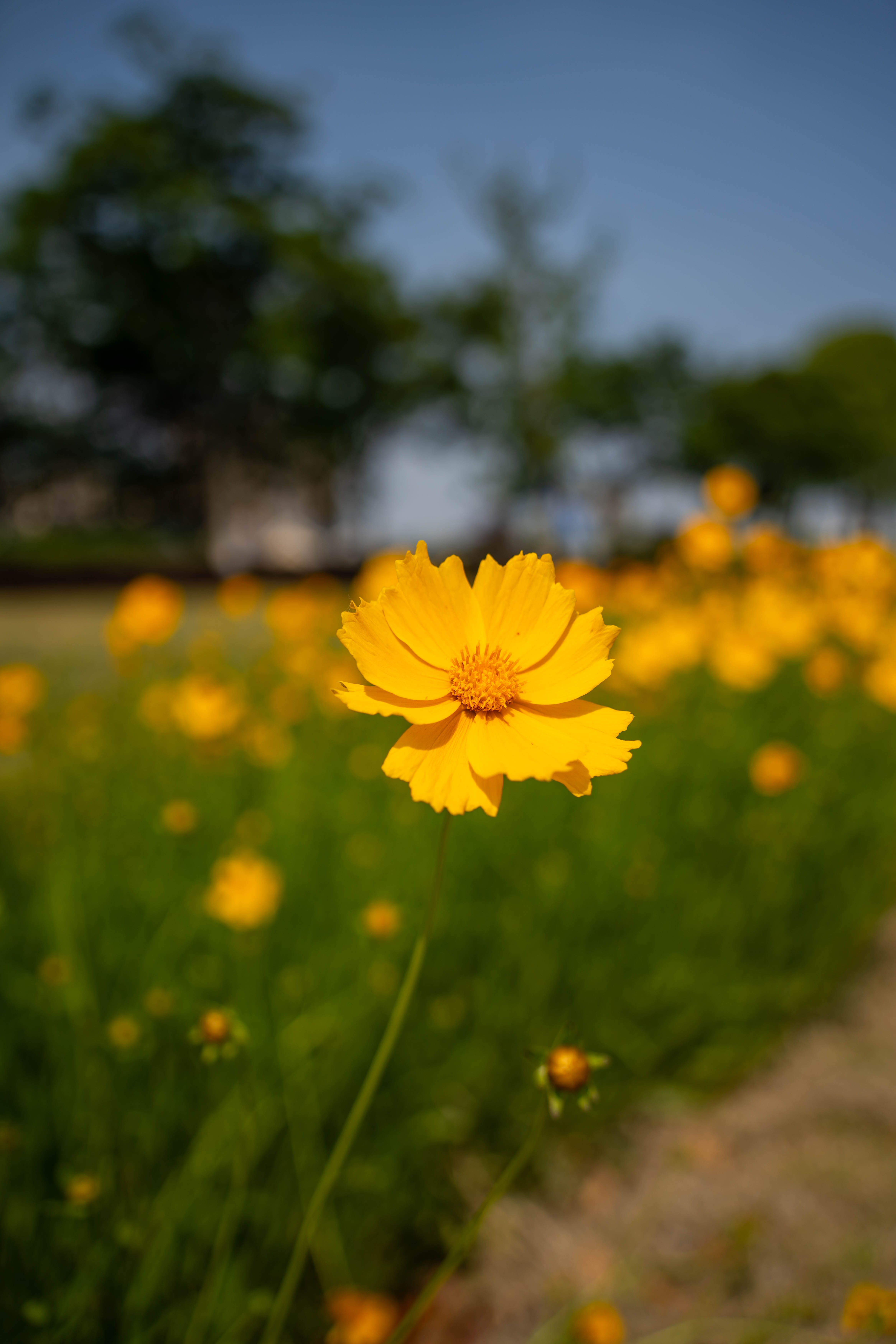 China Greenery Photos, Download The BEST Free China Greenery Stock ...