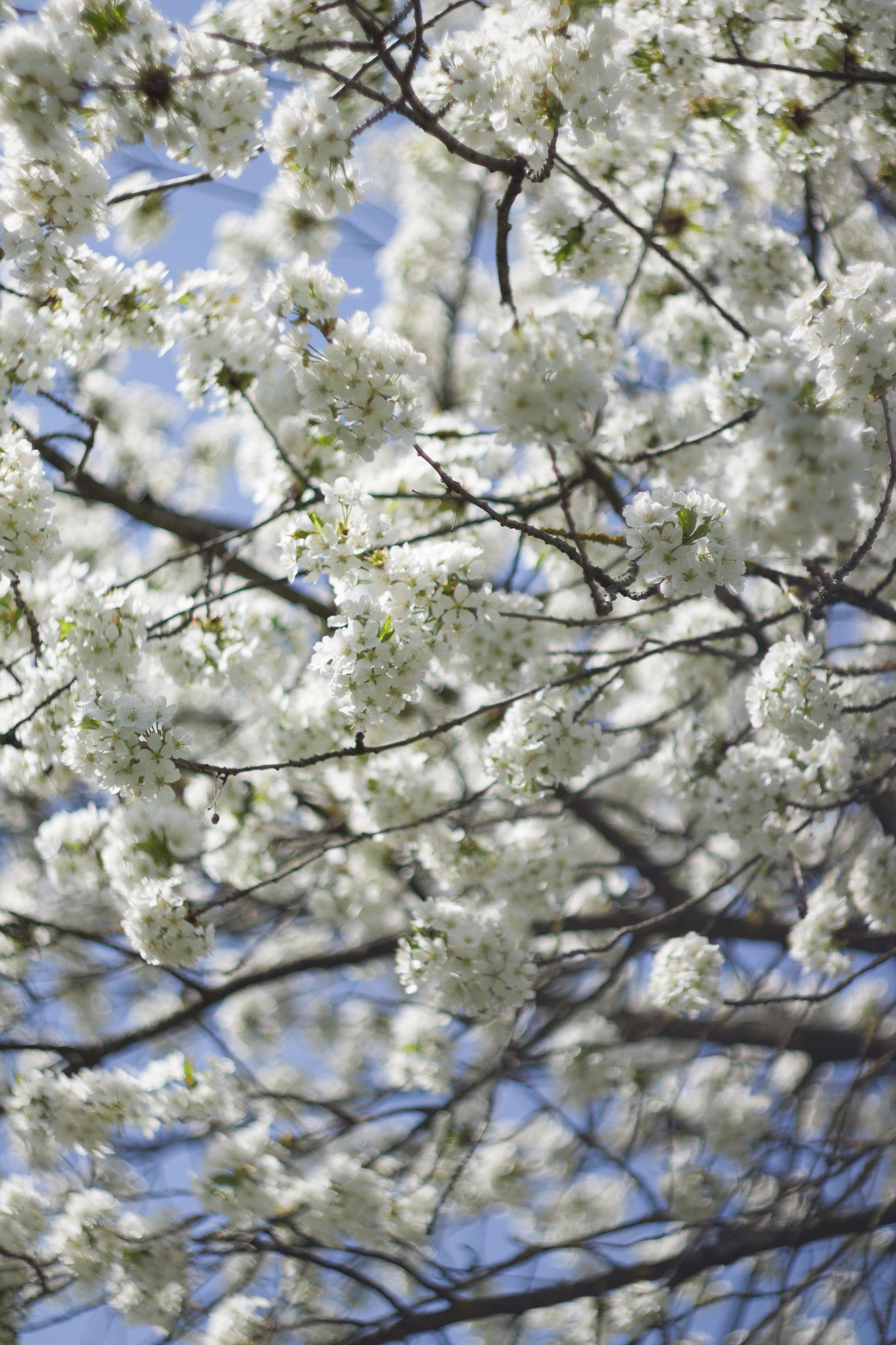 Springtime Cherry Blossoms on a Sunny Day · Free Stock Photo