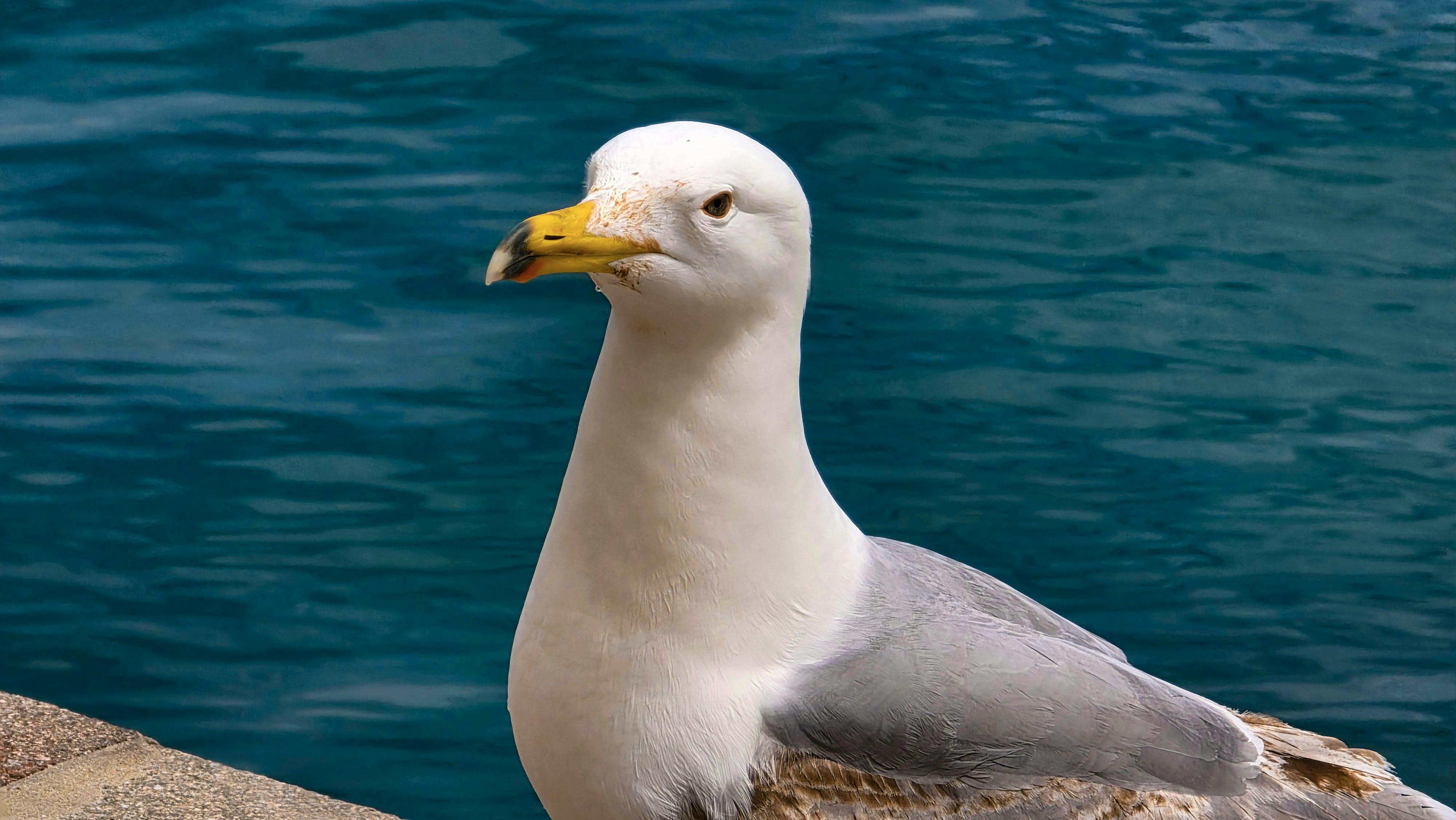 Close-Up of Seagull by the Sea · Free Stock Photo