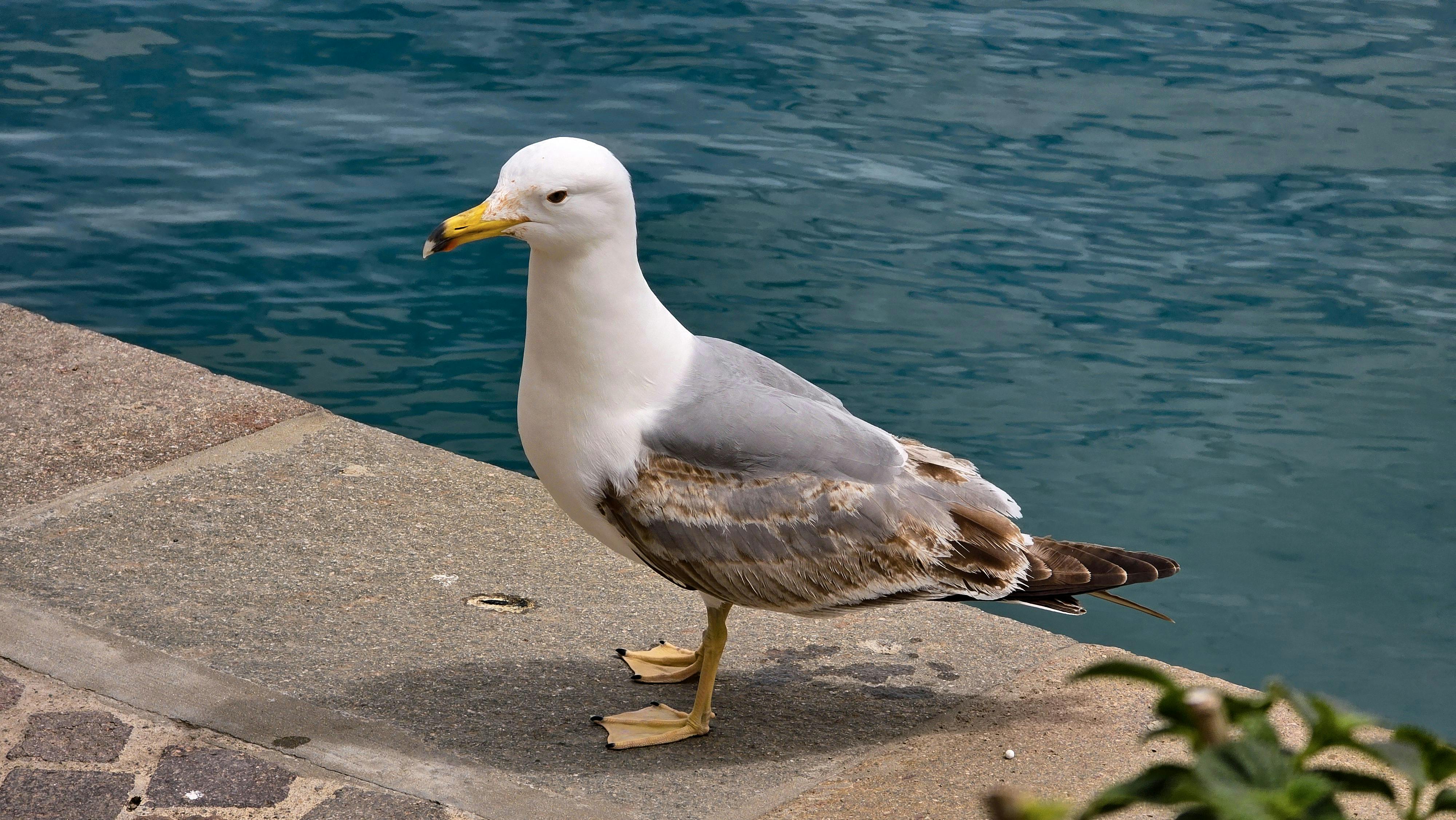 Sea Bird Photos, Download The BEST Free Sea Bird Stock Photos & HD Images