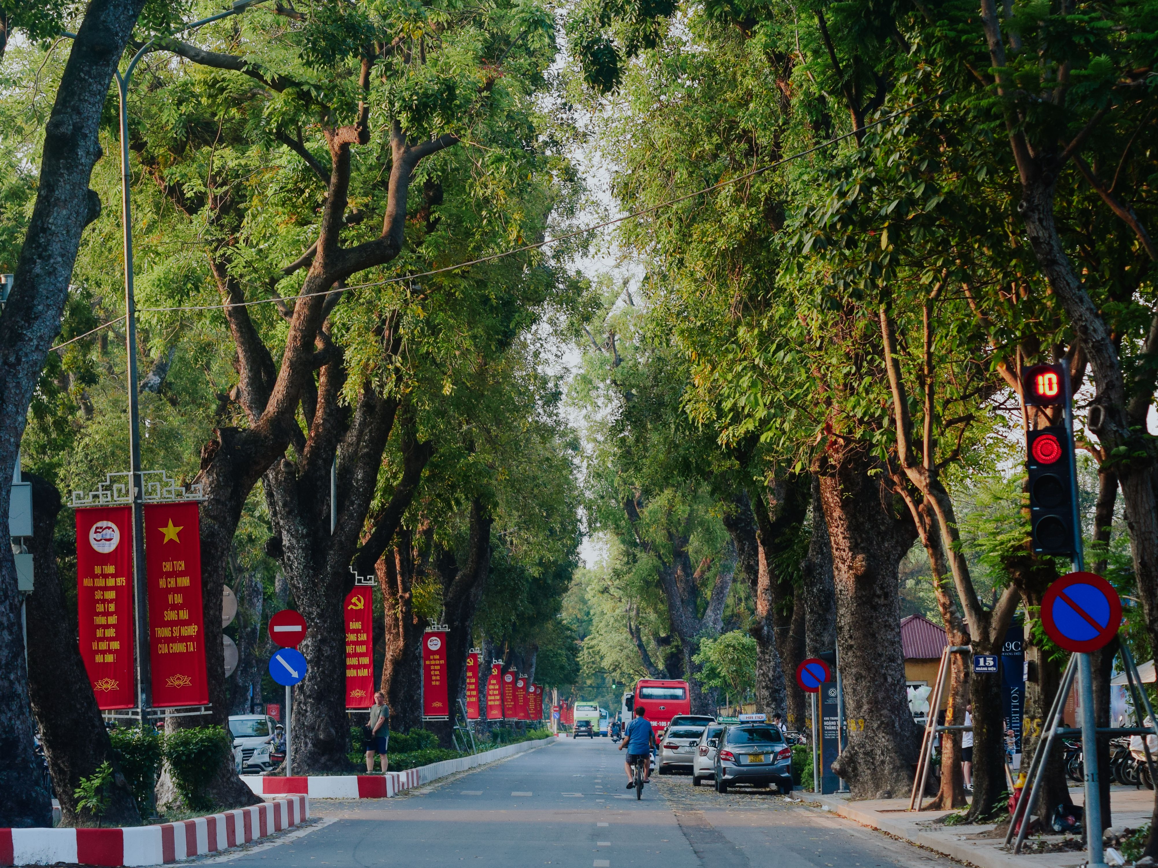 Tree-Lined Boulevard with Traffic Lights · Free Stock Photo