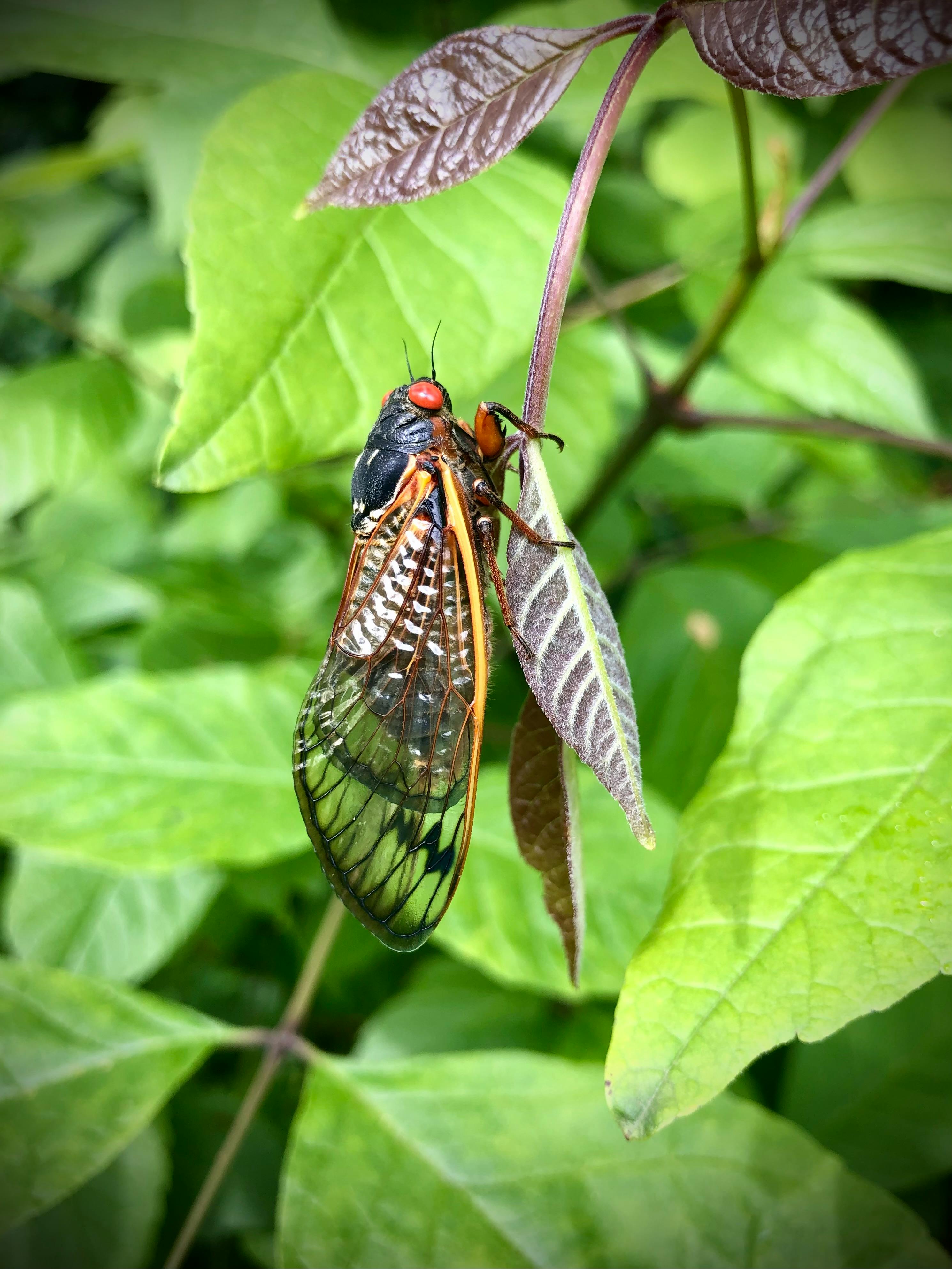 Bugs Photos, Download The BEST Free Bugs Stock Photos & HD Images