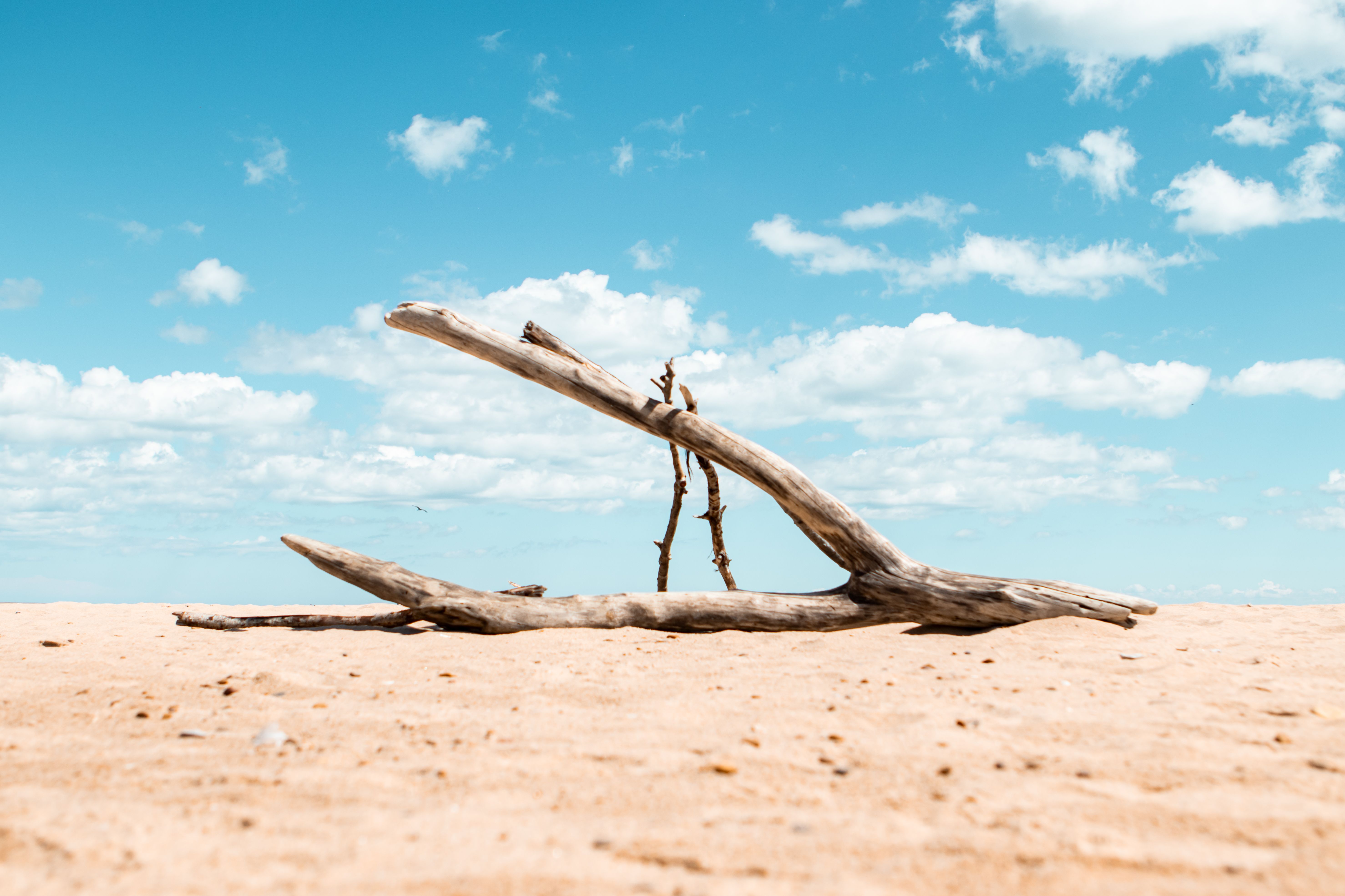 Peaceful Beach with Driftwood Structure · Free Stock Photo