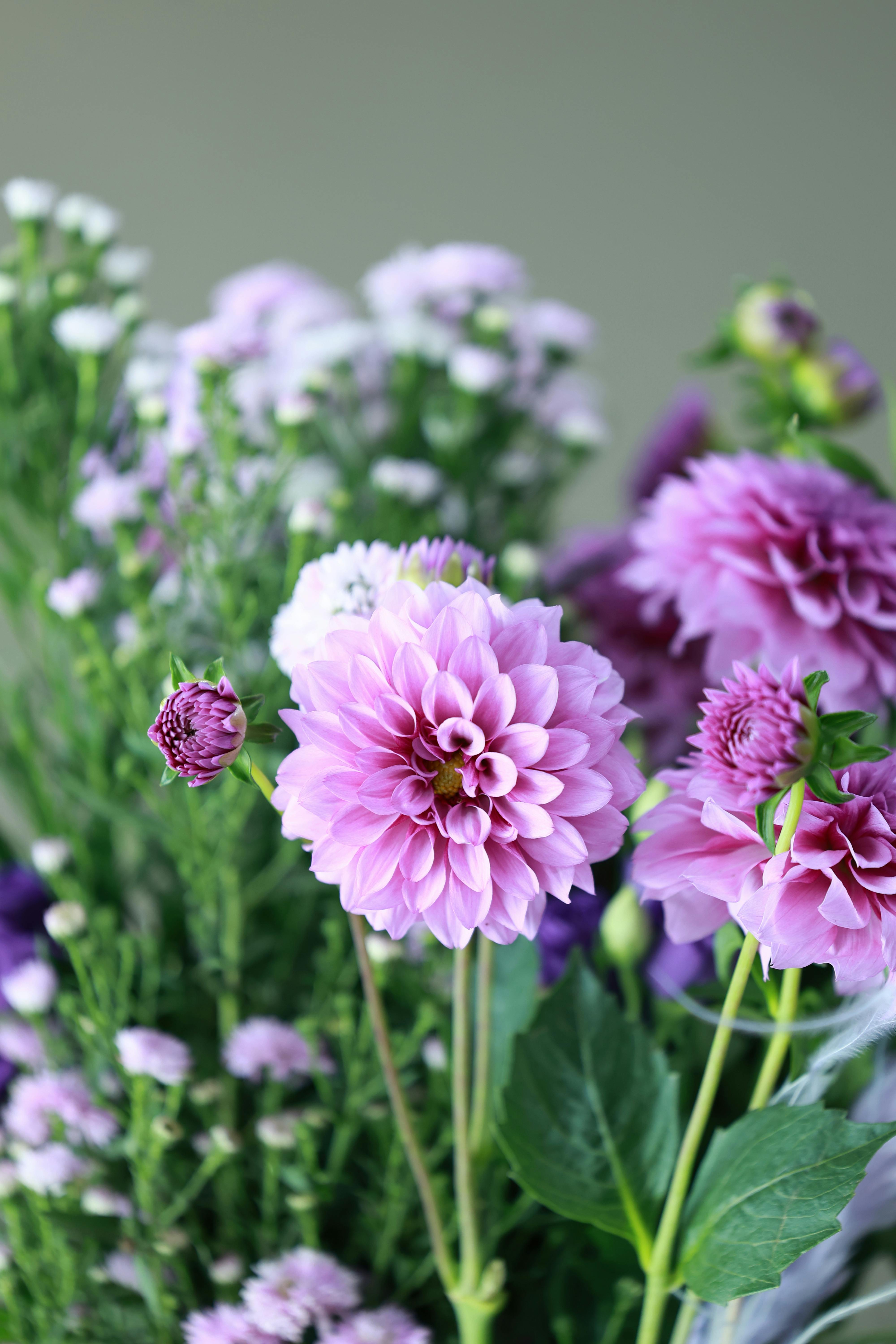 Vibrant Pink Dahlias in a Spring Bouquet · Free Stock Photo