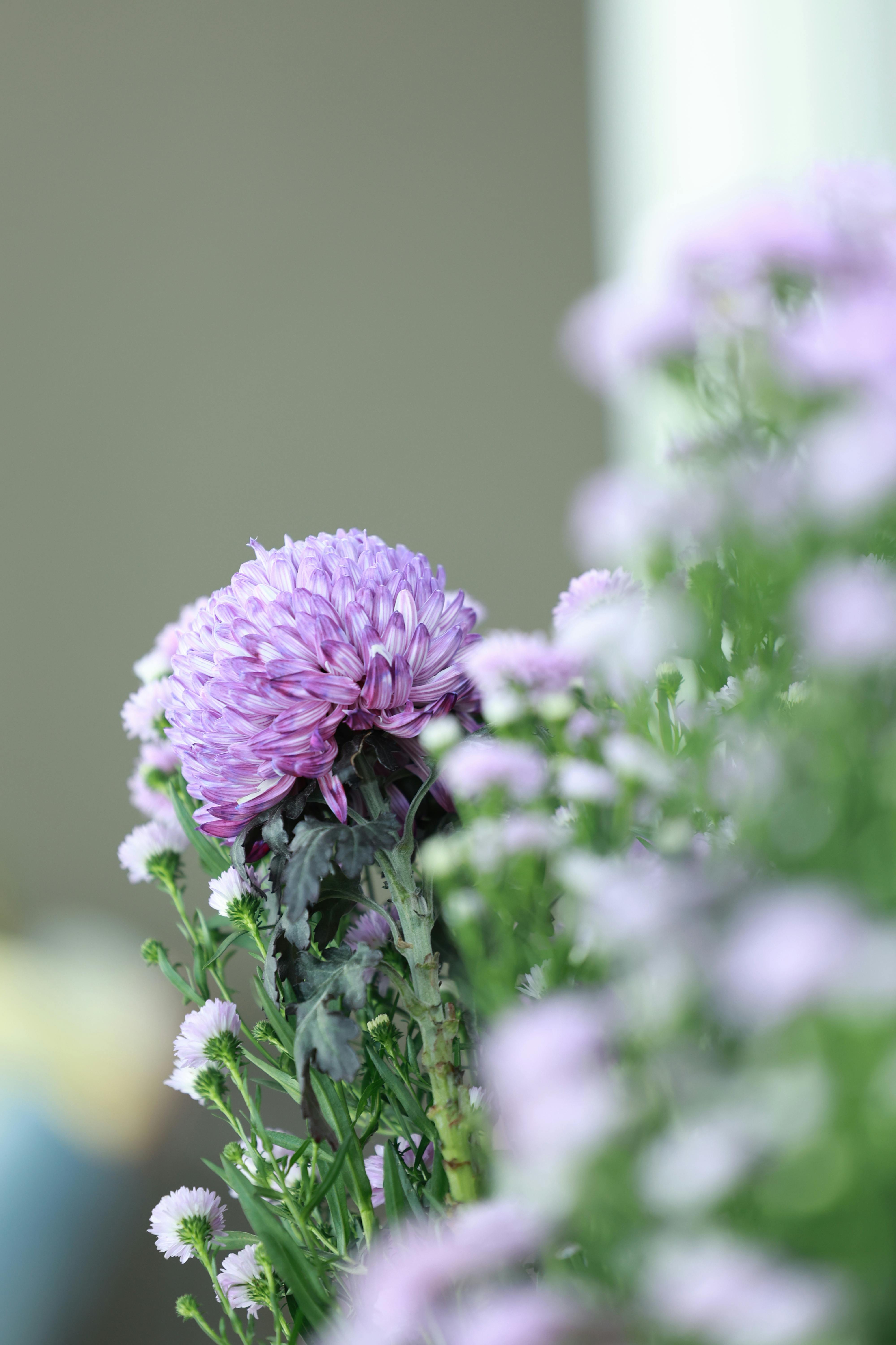 Background Flower Purple Photos, Download The BEST Free Background ...