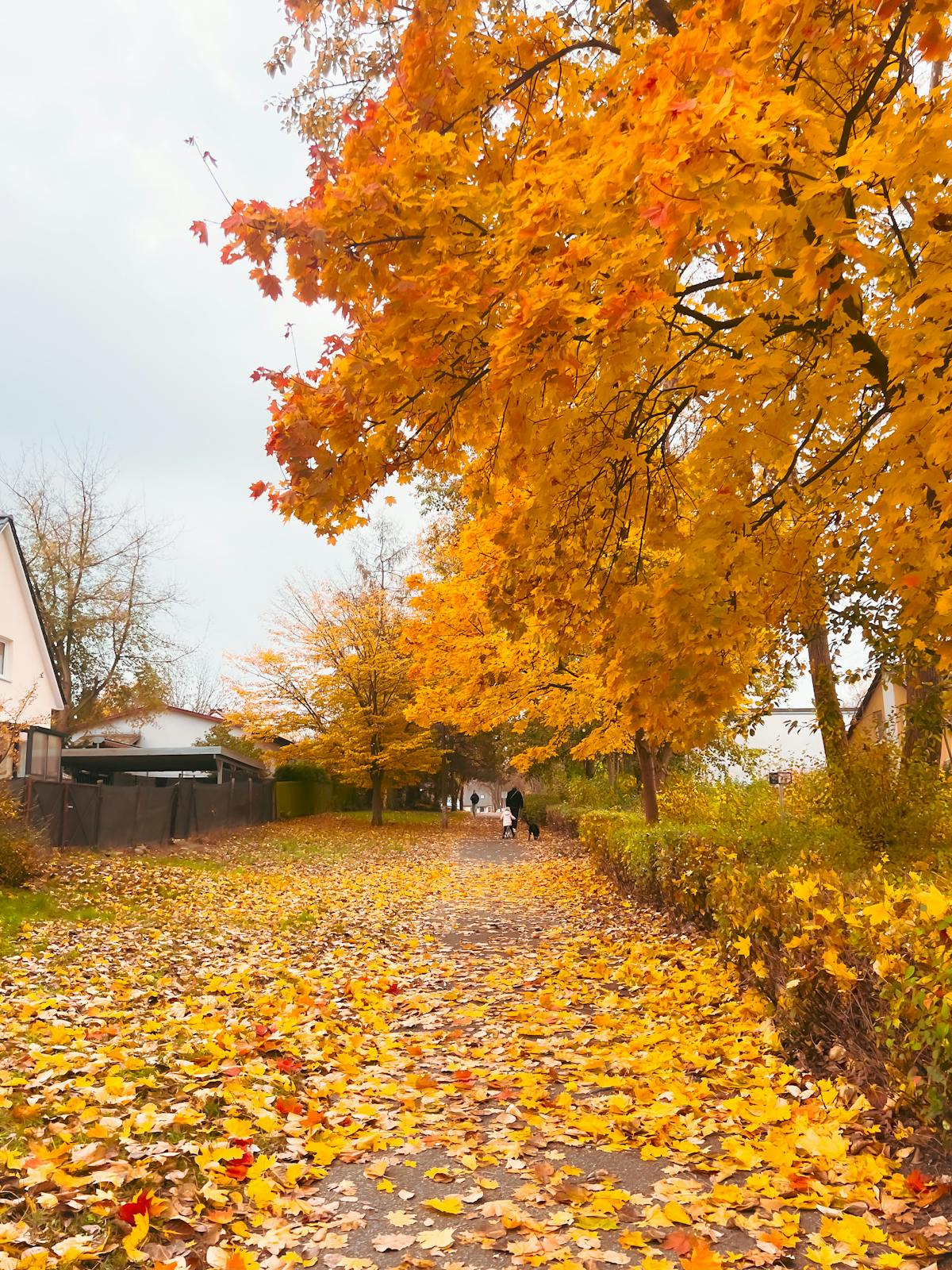 Autumn Fall Landscape Photos, Download The BEST Free Autumn Fall ...