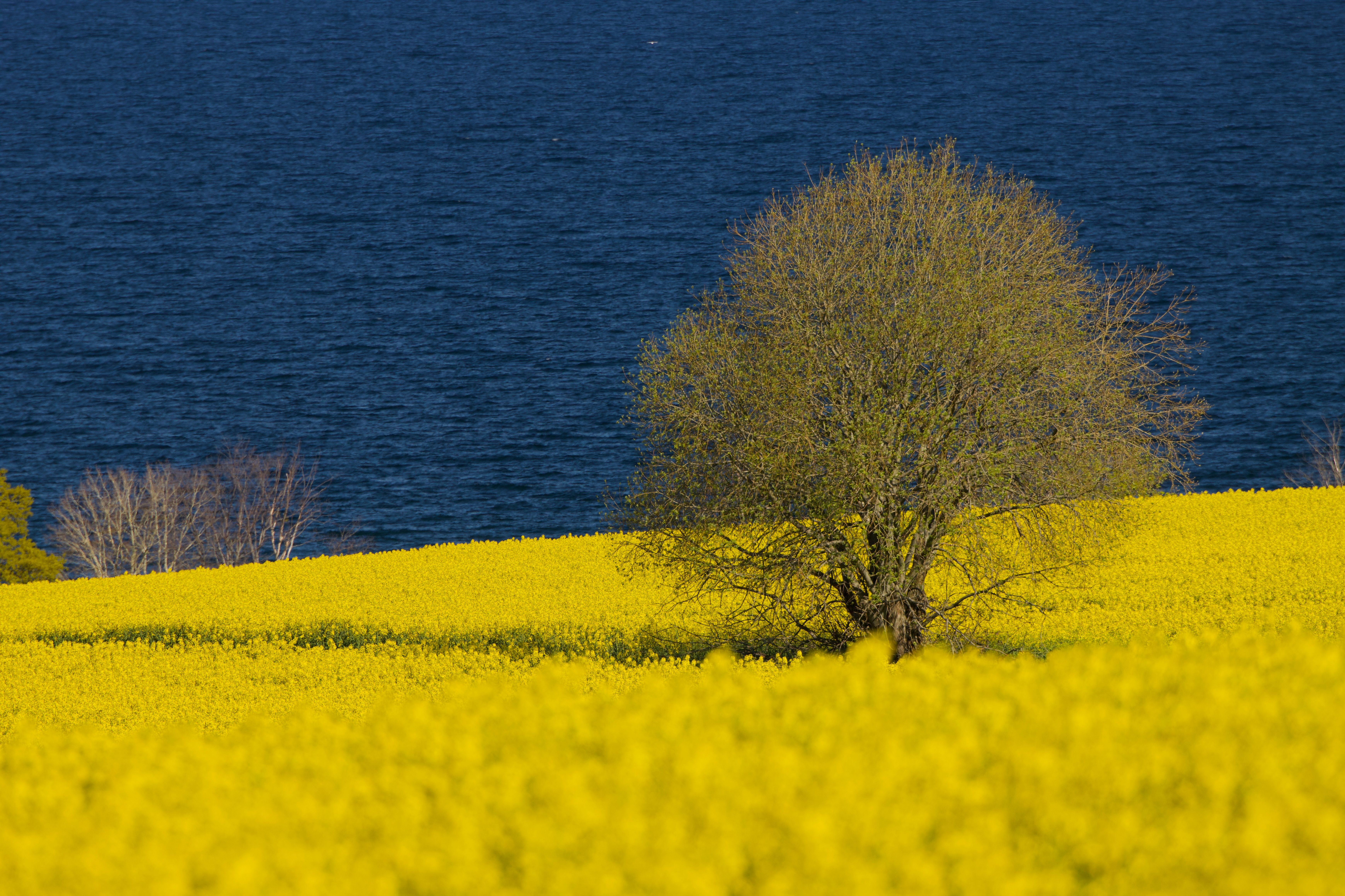 Idyllic Swedish Landscape with Yellow Field · Free Stock Photo