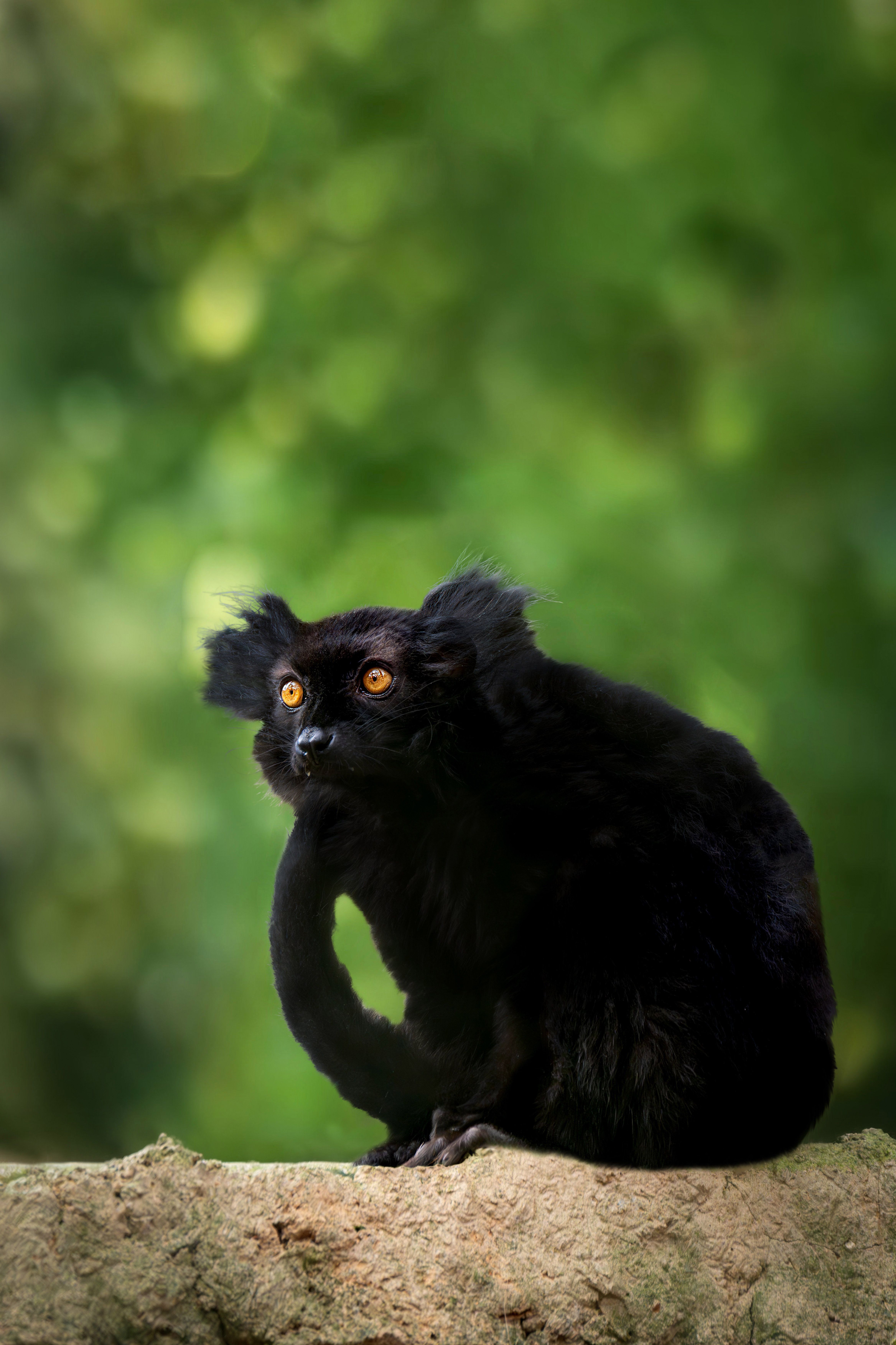 Macaco Macaco Photos, Download The BEST Free Macaco Macaco Stock Photos ...