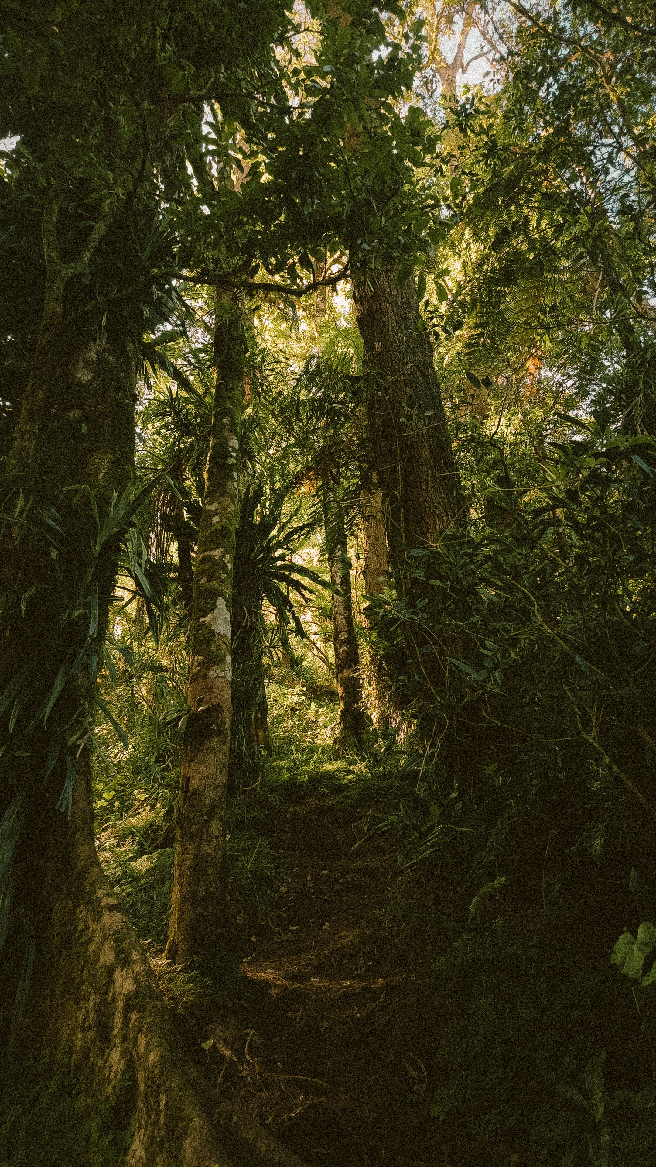 Sendero Exuberante Del Bosque Tropical Bajo La Luz Del Sol · Foto de ...