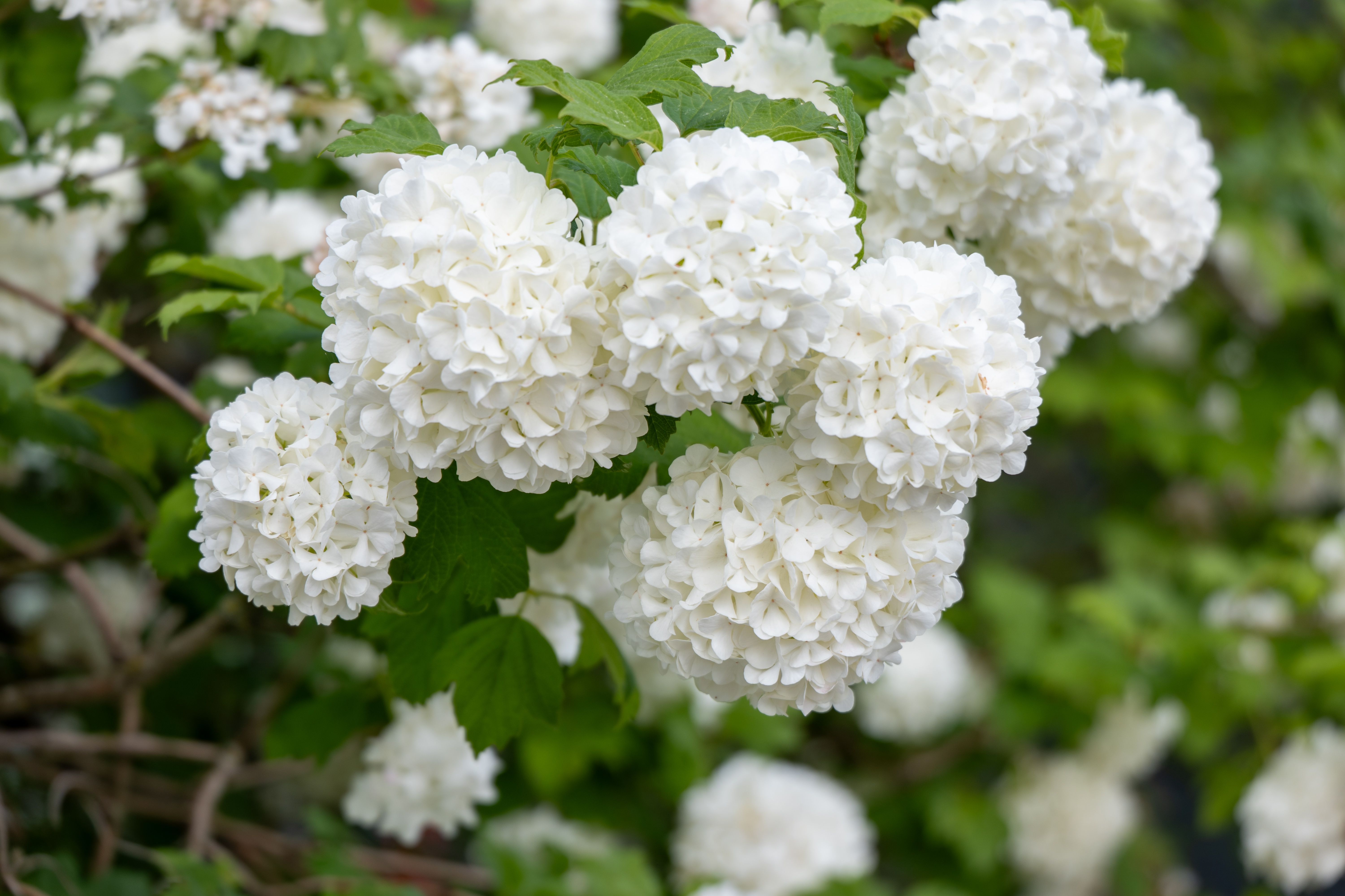 Shrubs Photos, Download The BEST Free Shrubs Stock Photos & HD Images