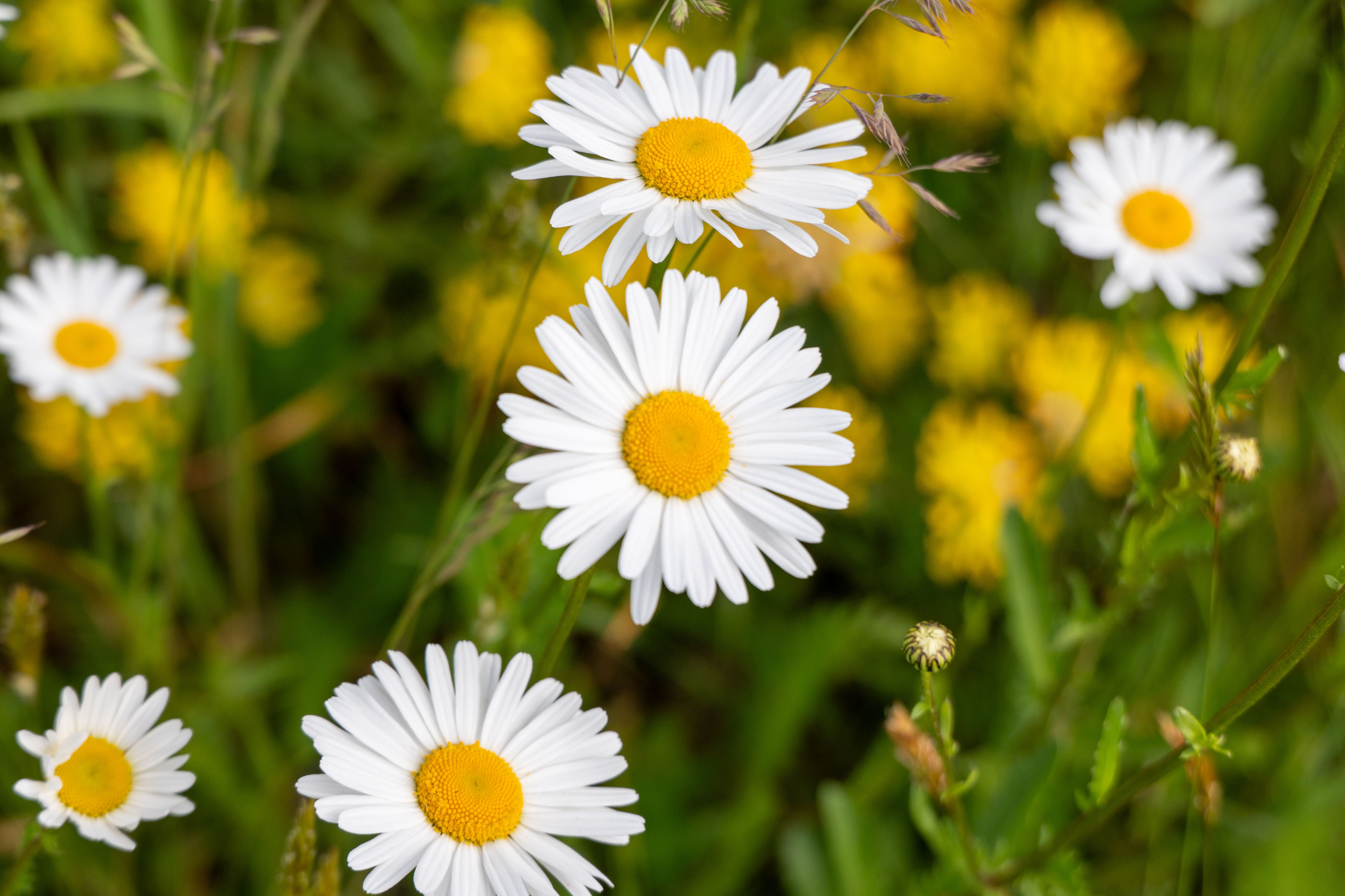 Beautiful Daisies in Bloom During Summer · Free Stock Photo
