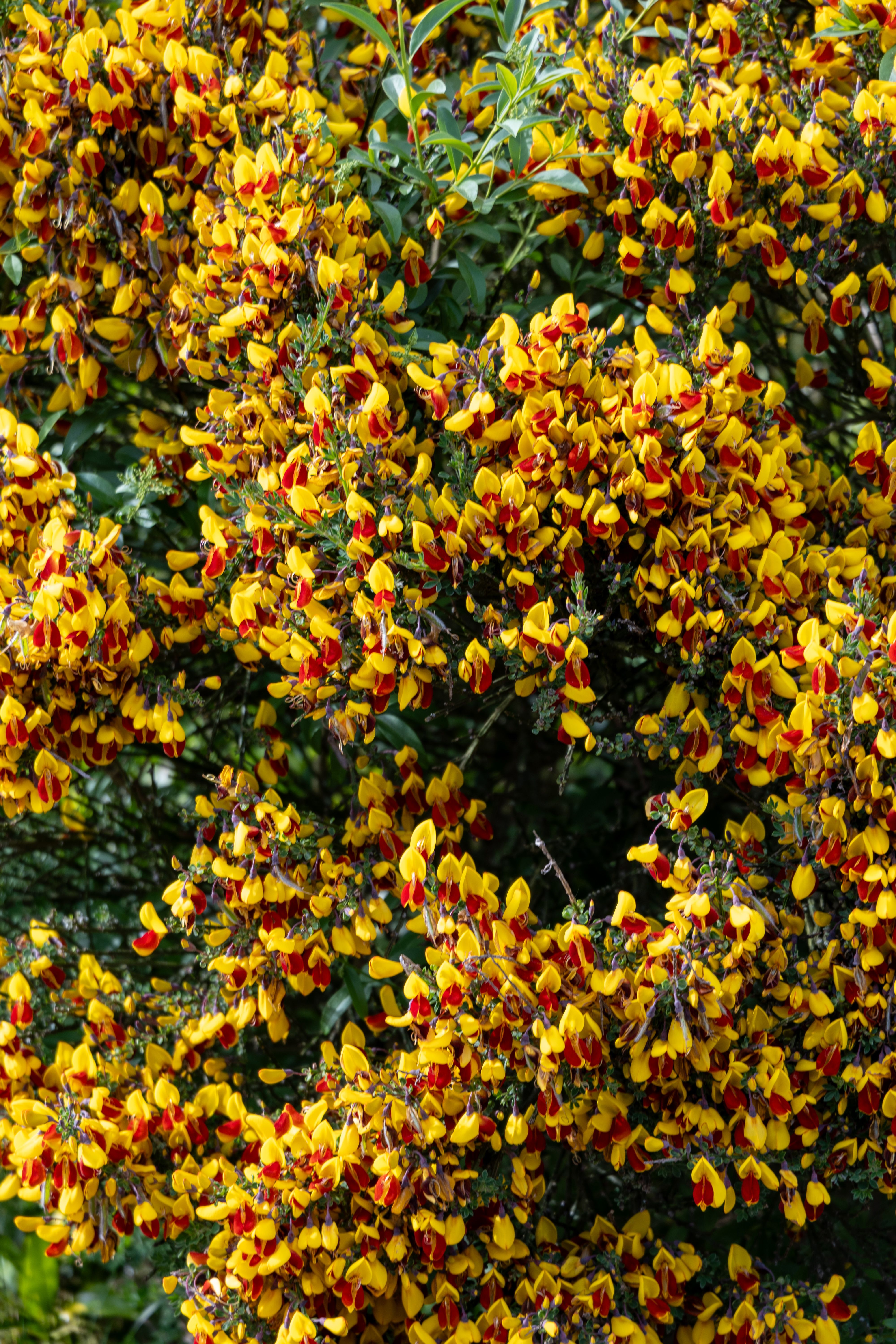 Vivid Yellow and Red Broom Flowers in Bloom · Free Stock Photo