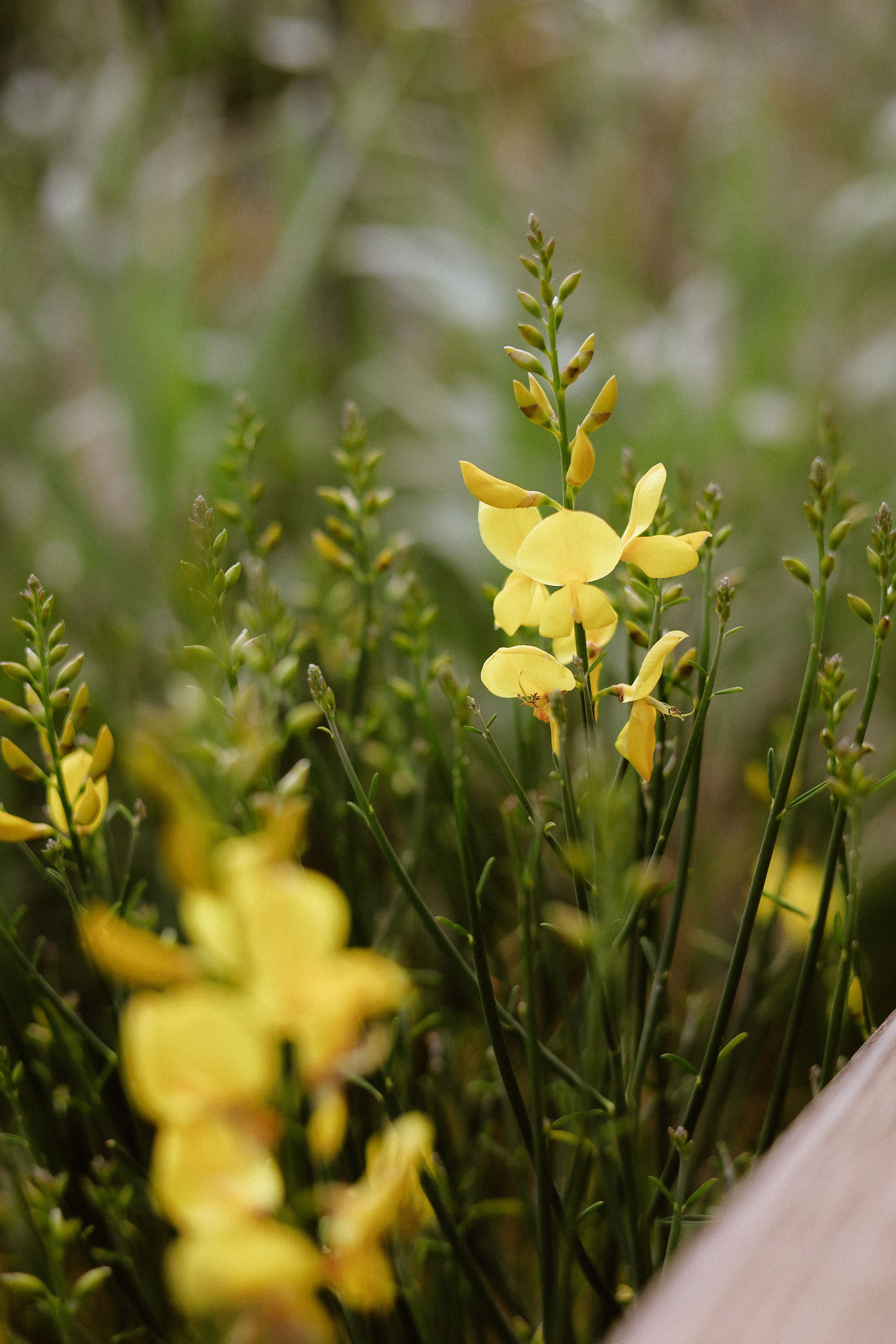 Close-Up of Vibrant Yellow Wildflowers Outdoors · Free Stock Photo
