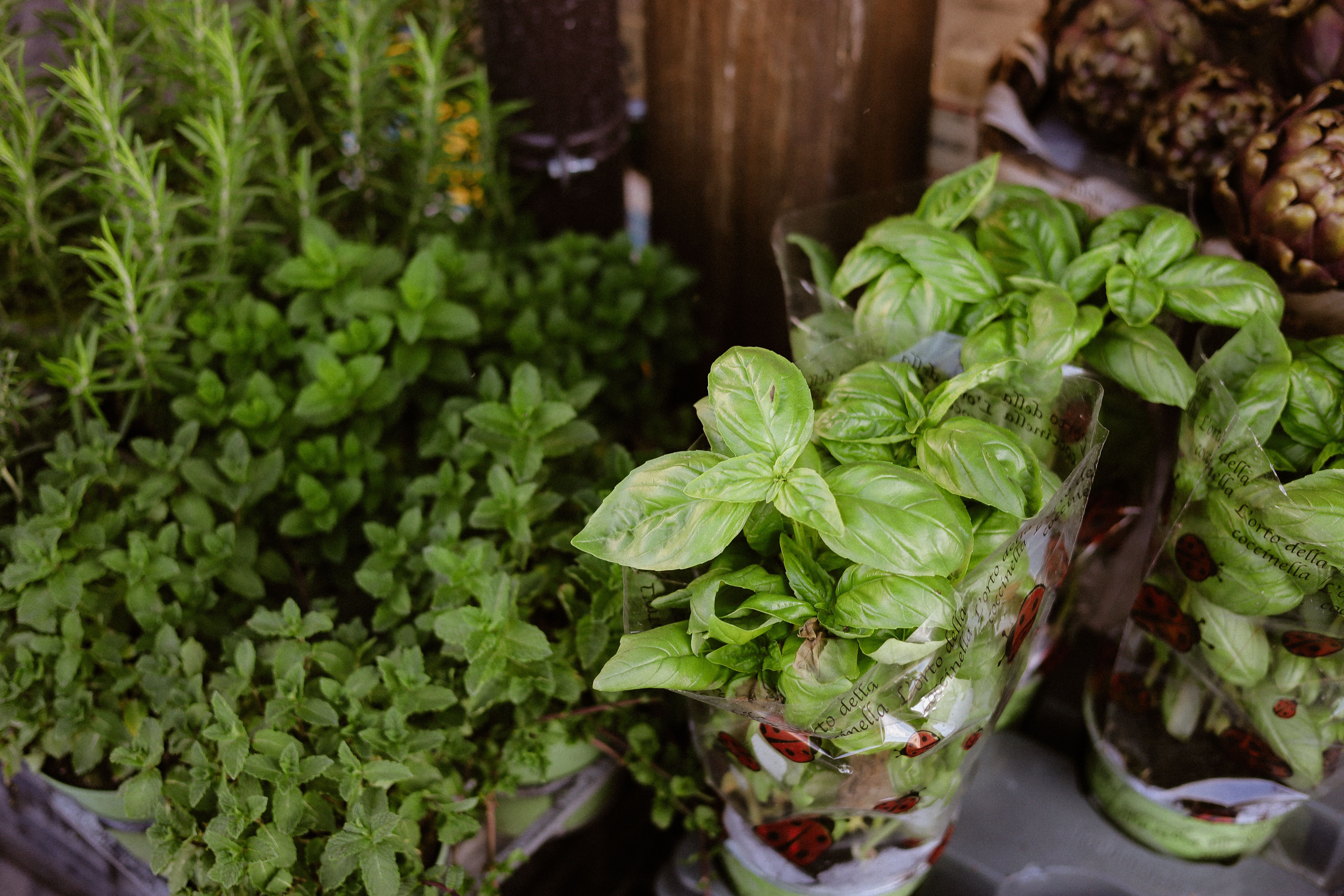 Fresh Basil and Herb Plants at Market Stall · Free Stock Photo