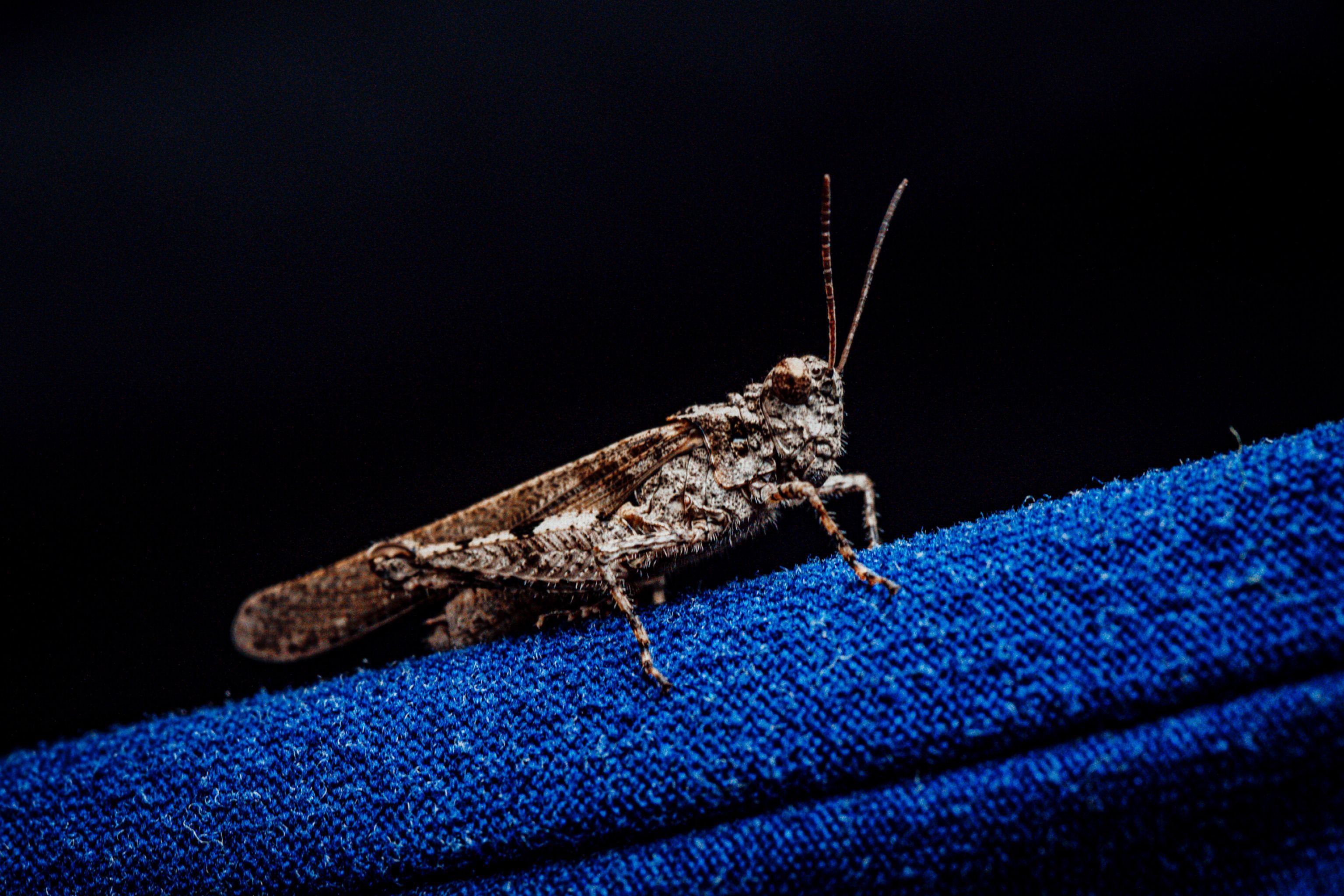 Close-Up of a Grasshopper on Blue Fabric · Free Stock Photo