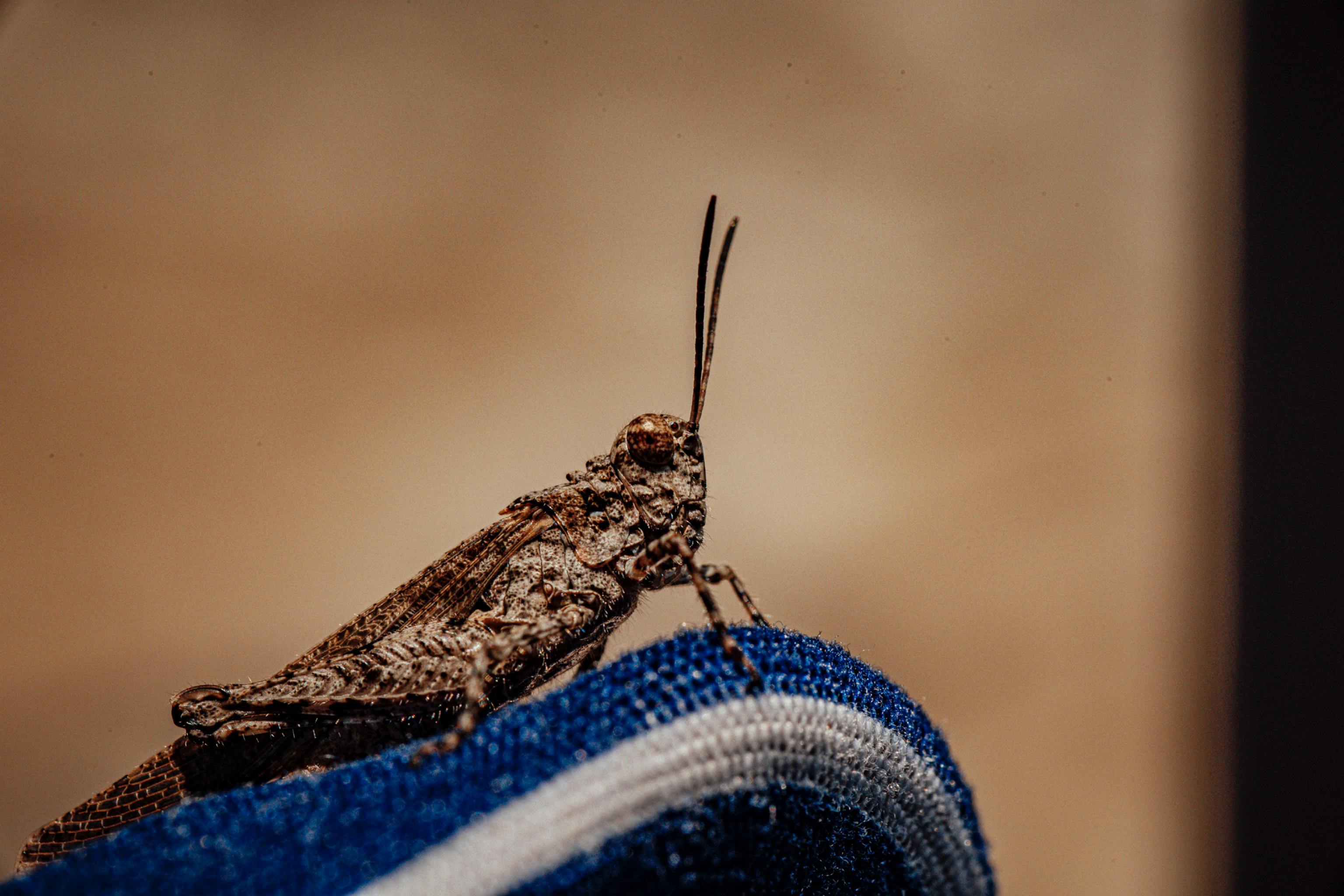 Close-up of a Grasshopper on Blue Fabric · Free Stock Photo