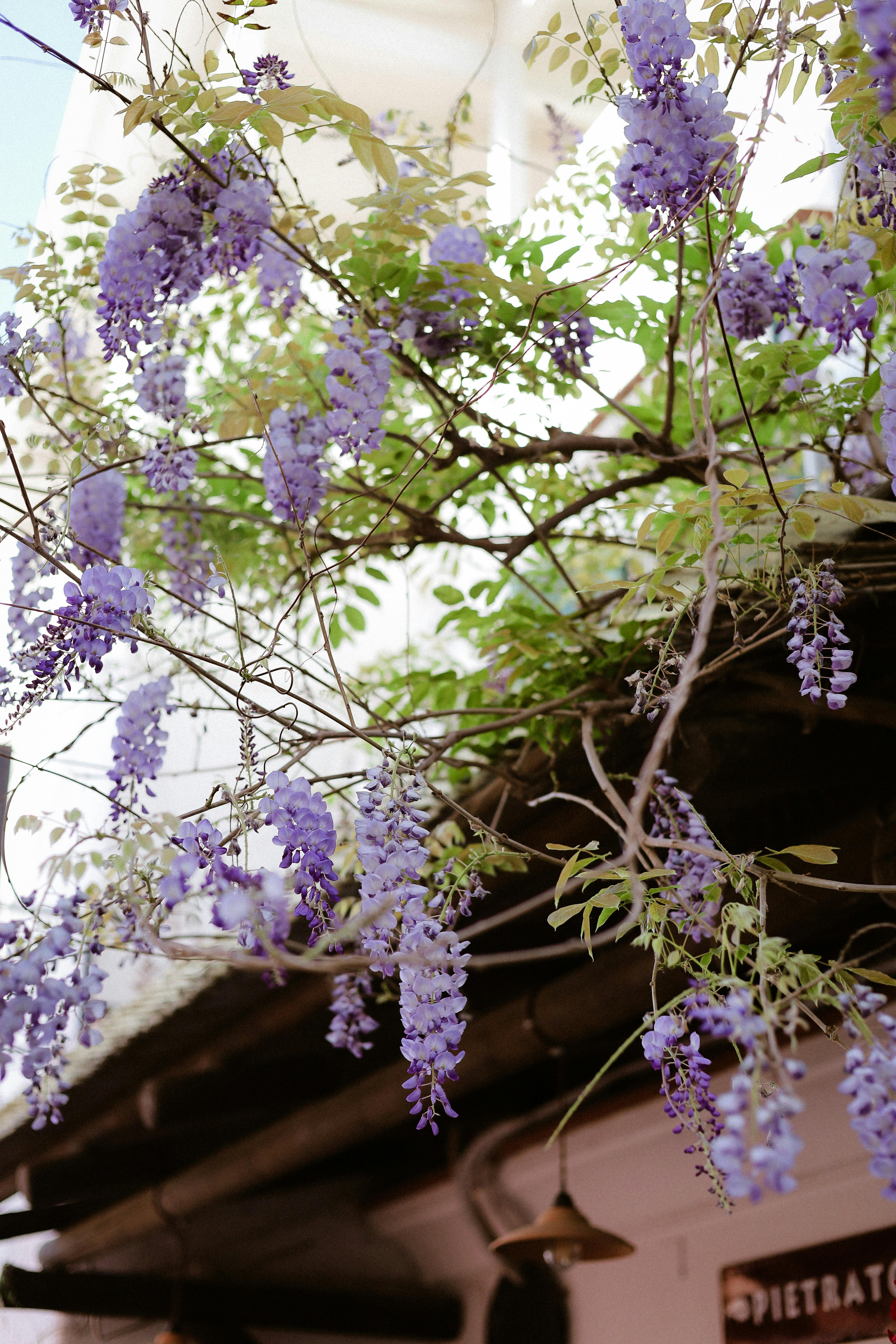 Glicina En Flor En Una Pérgola Rústica · Foto de stock gratuita